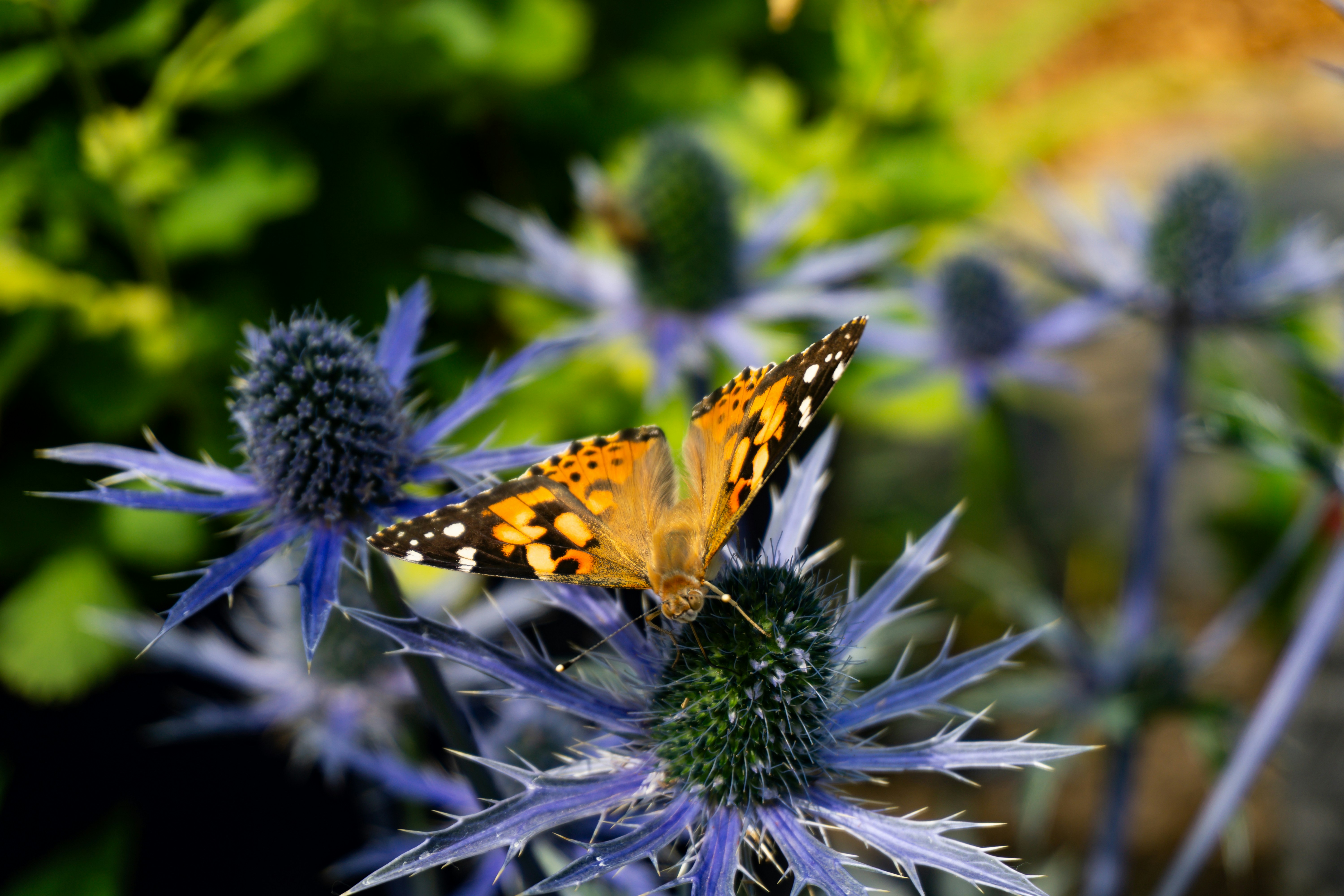 Painted Wings on a Spiky Crown