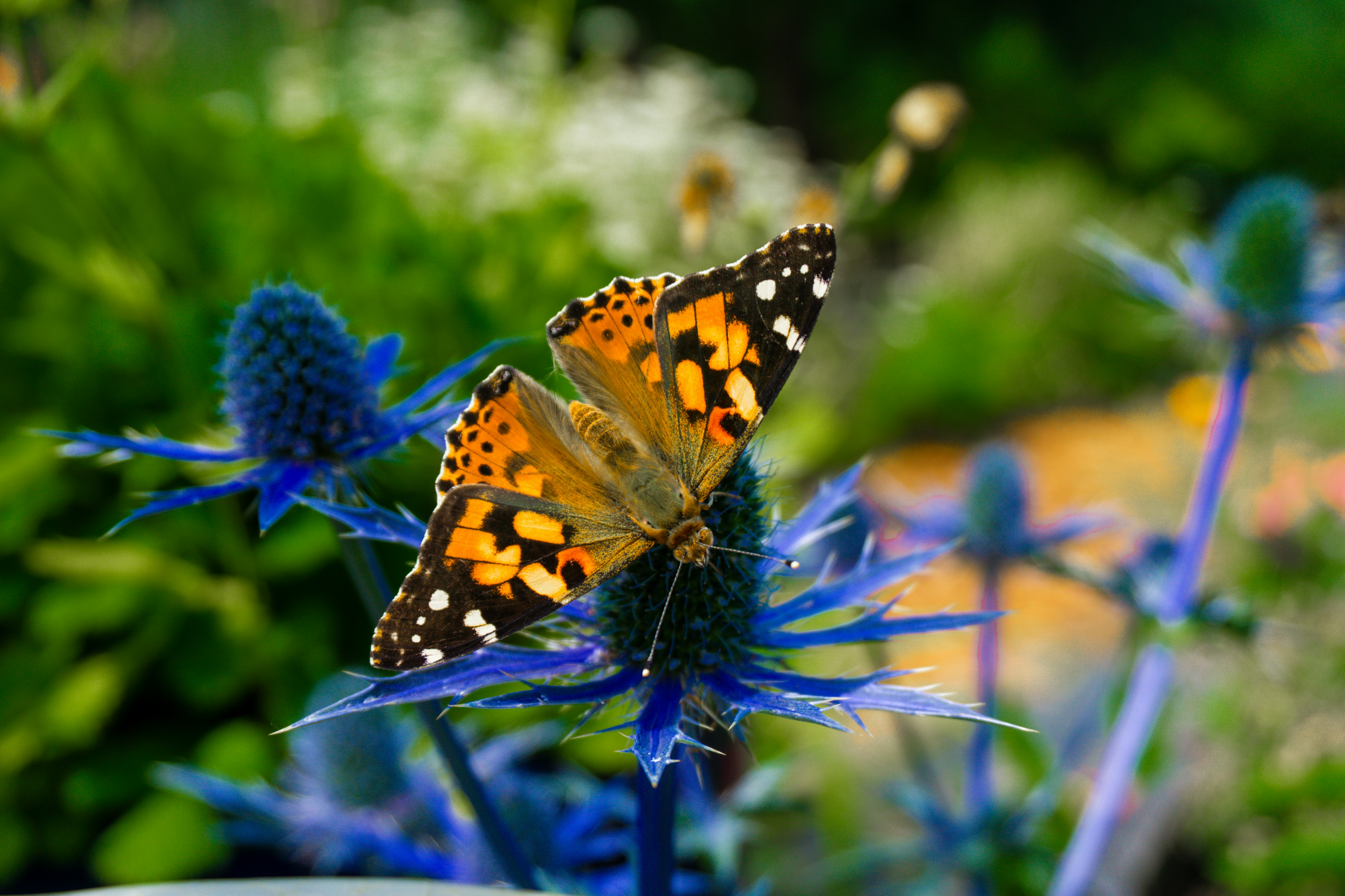 Vivid Monarch on Cerulean Thistle