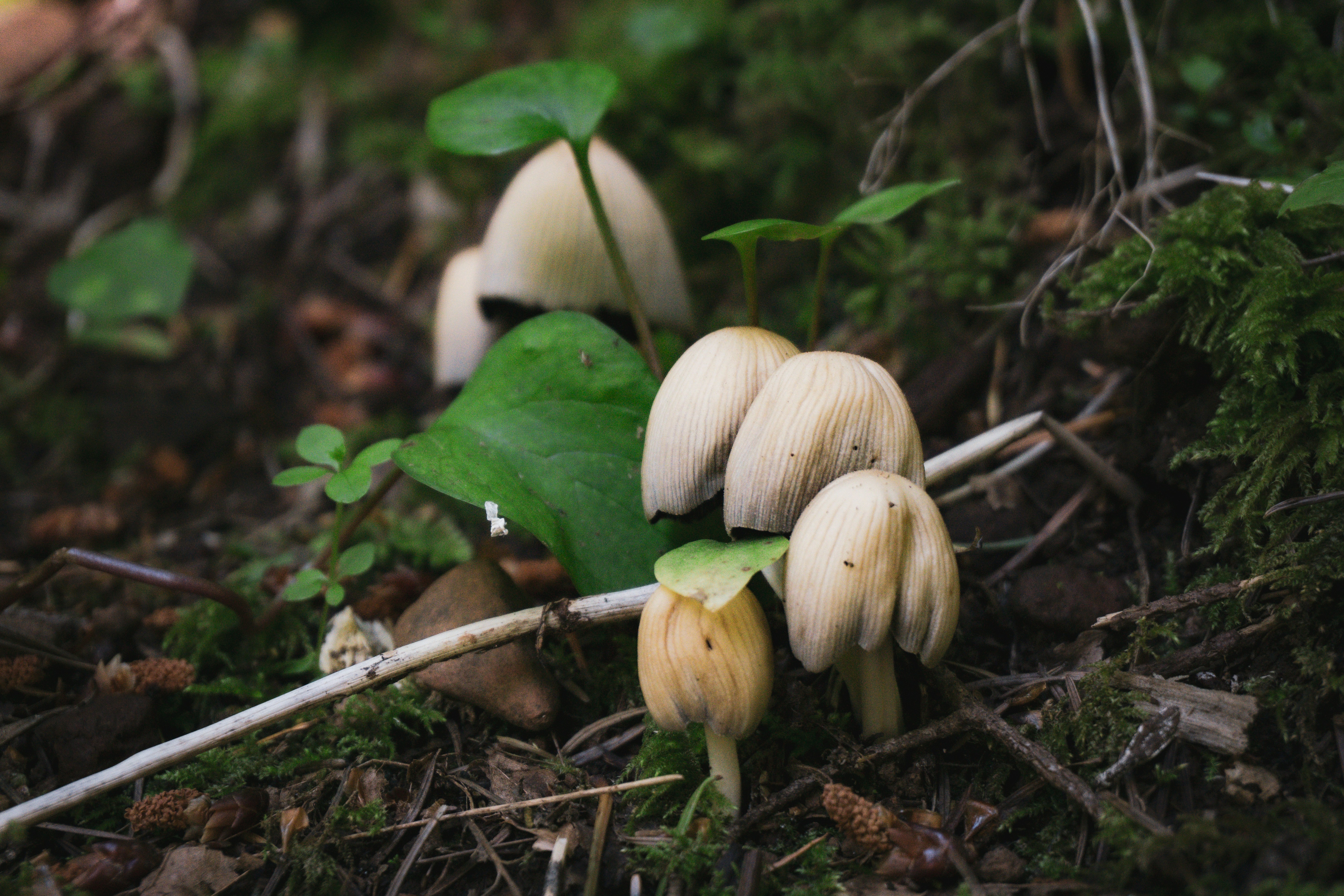  clustered mushrooms amid forest debris with green leaves