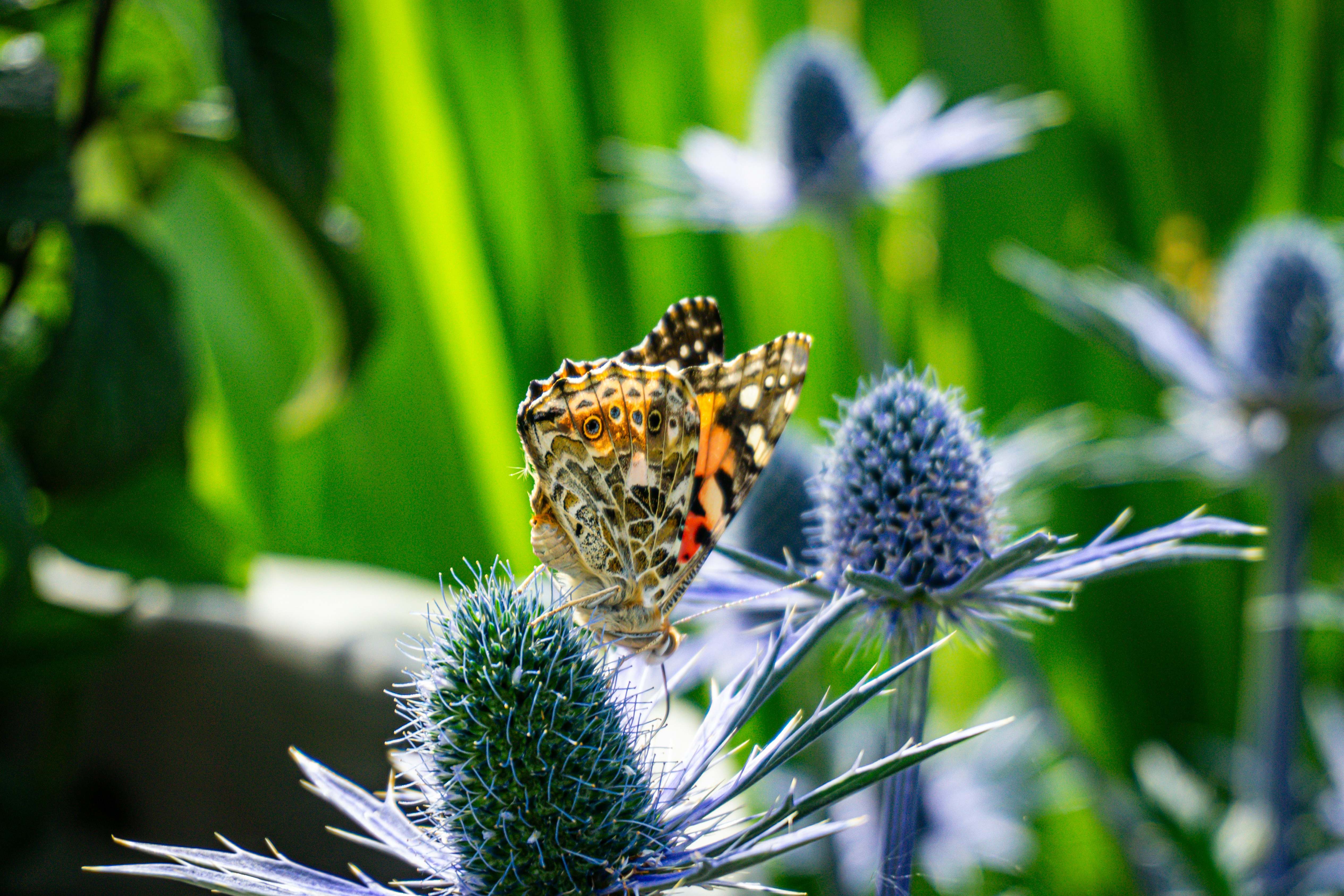 Butterfly's Quiet Stare Among Silver Thistles