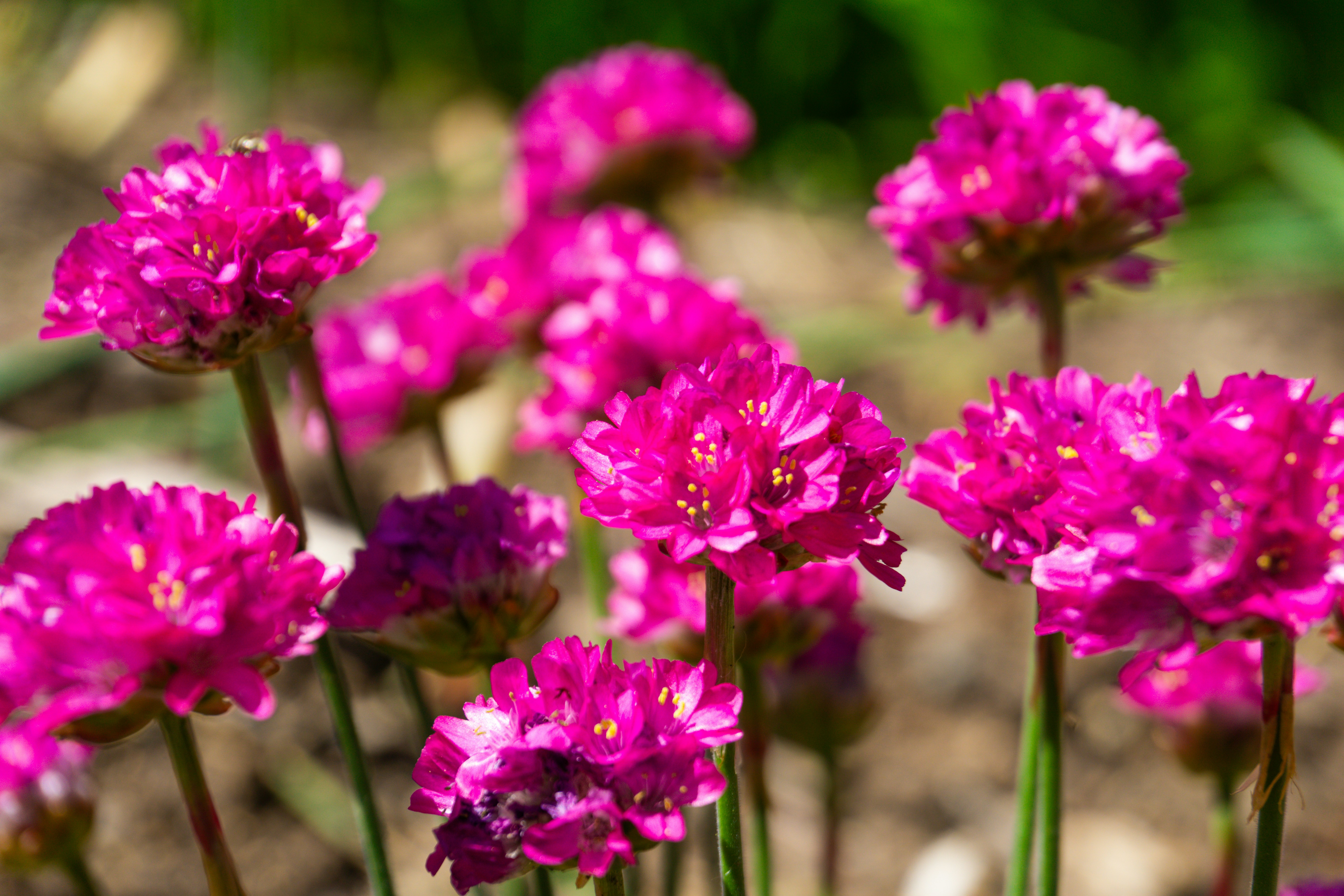 Vivid Magenta Blooms in Sunlit Garden Bed