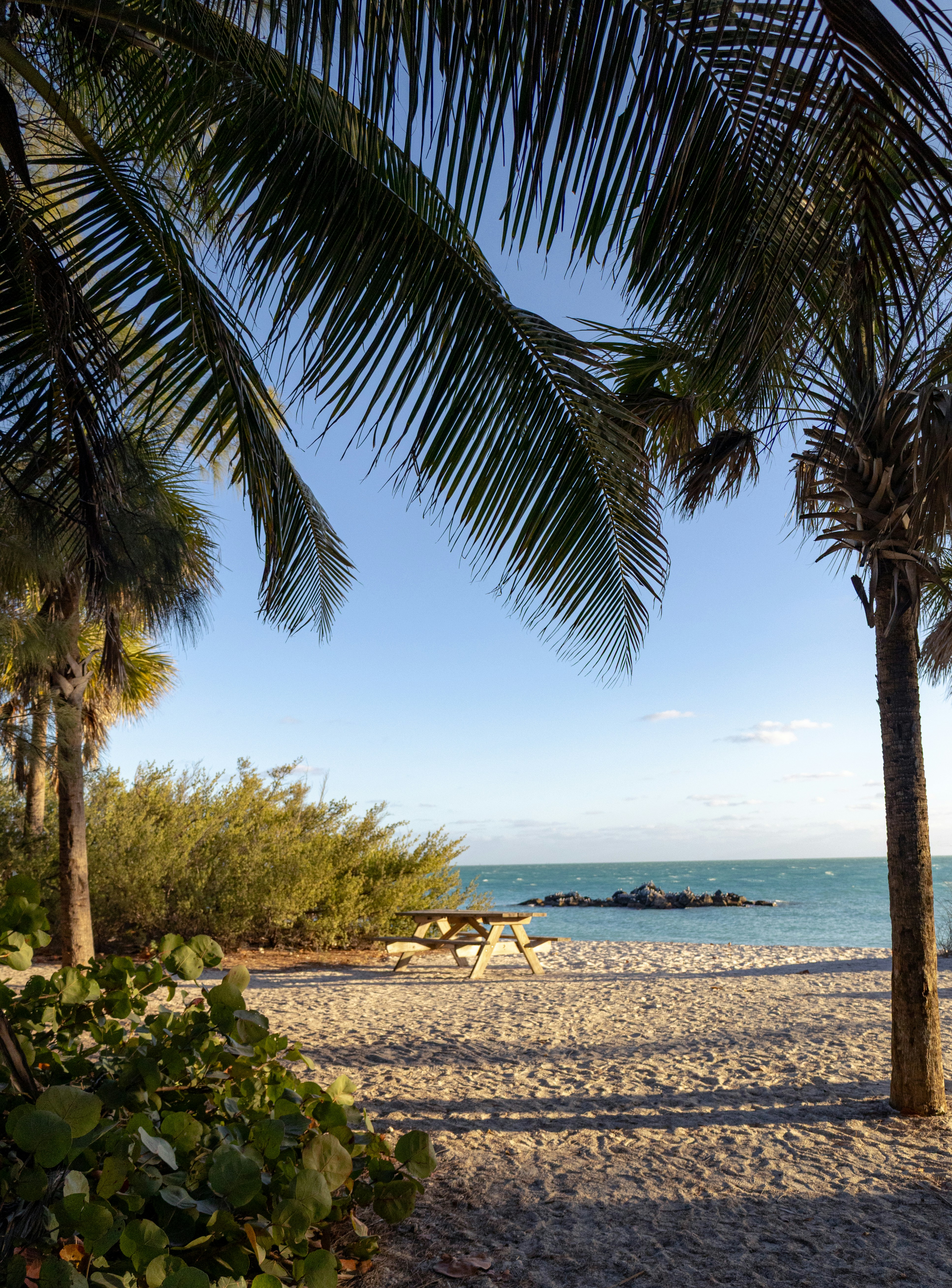Savannah Sky and Palms: A Seaside Picnic Undergentle Winds