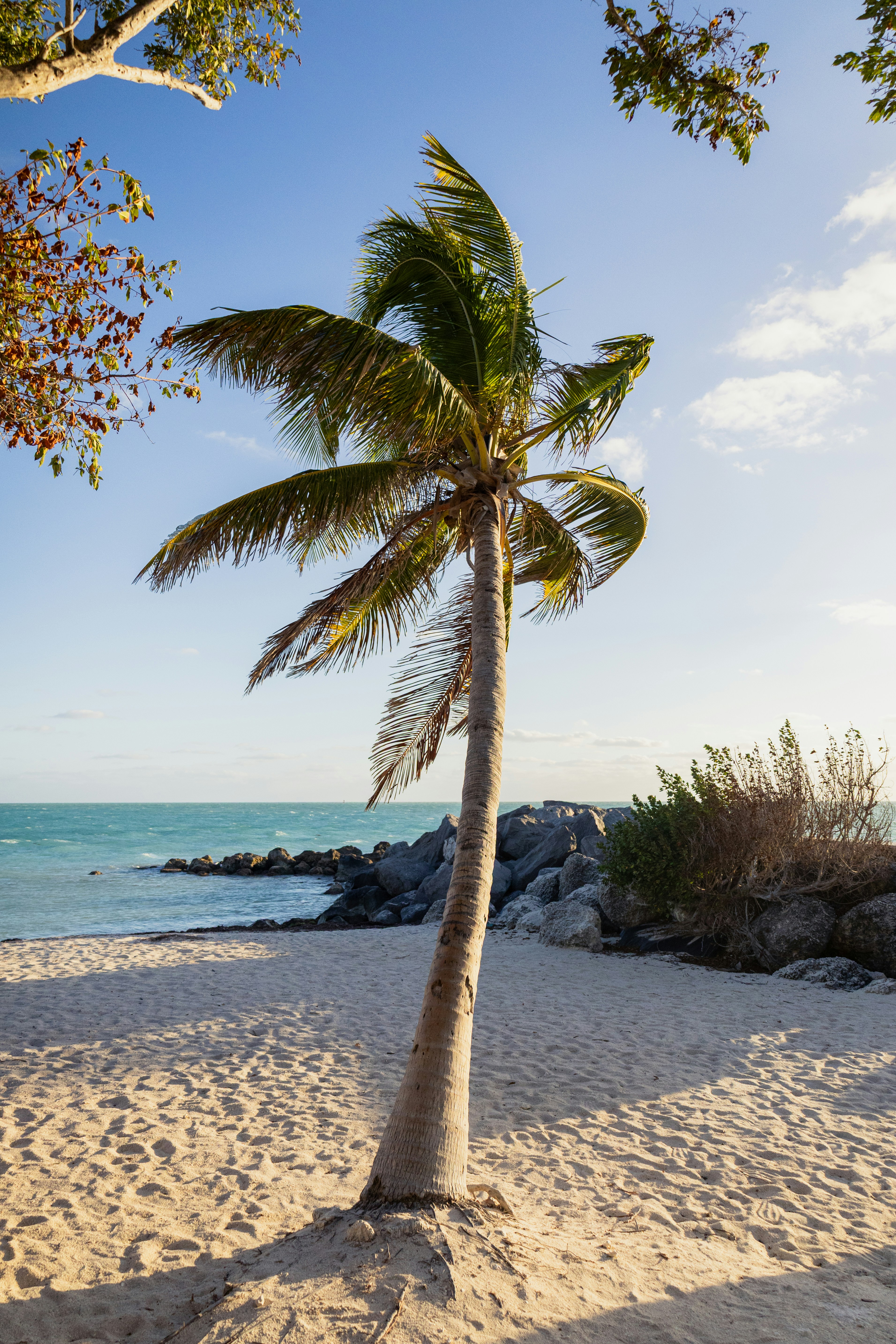 Centered Palm Frond Portrait on a Sunlit Caribbean Beach