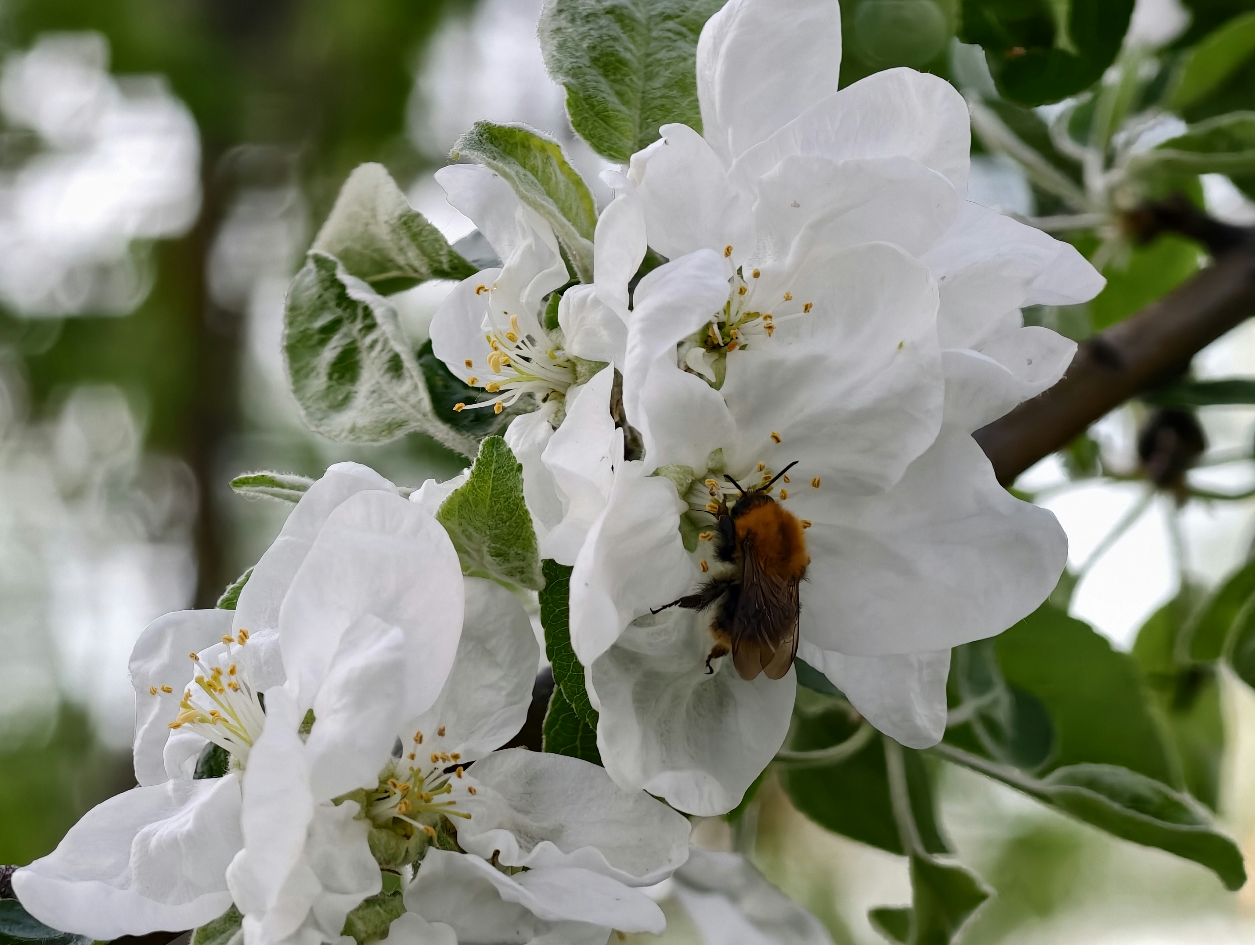Blooming Apple Orchard in Quiet Focus