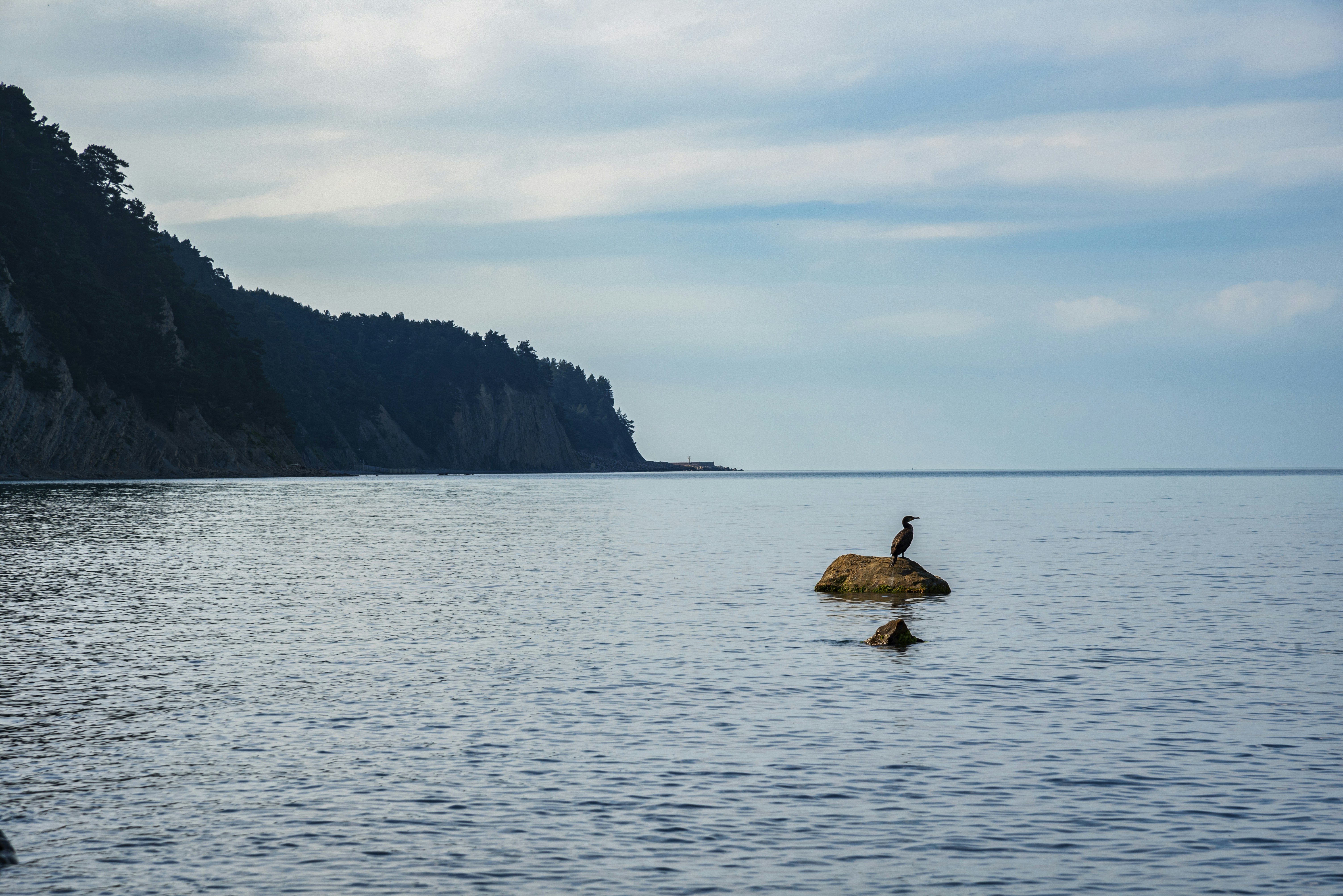 Rocky Outcrop Sentinel: A solitary bird perched on a sunlit island