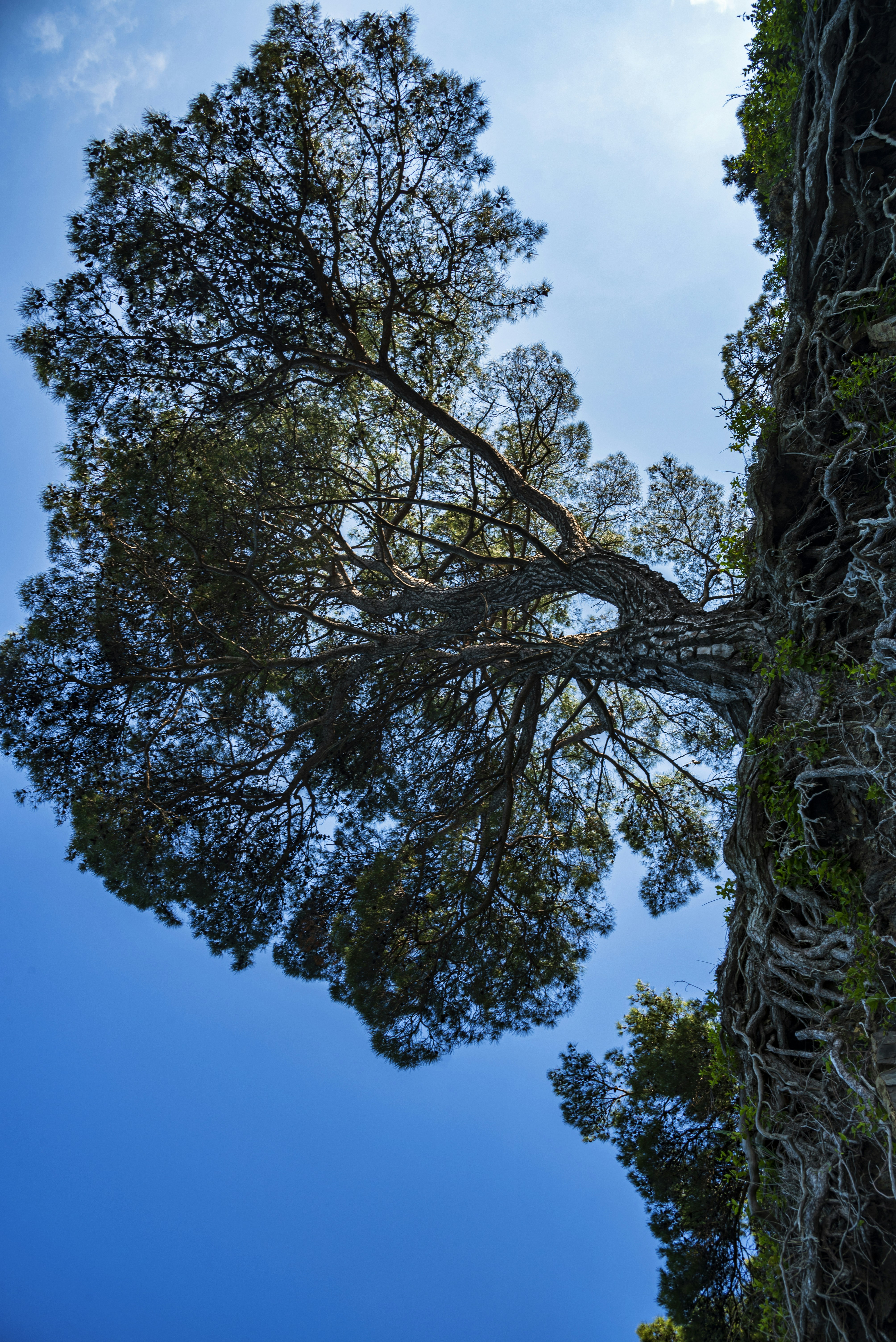 Canopy Ascendant: A Sunlit Juniper Against a Cerulean Sky