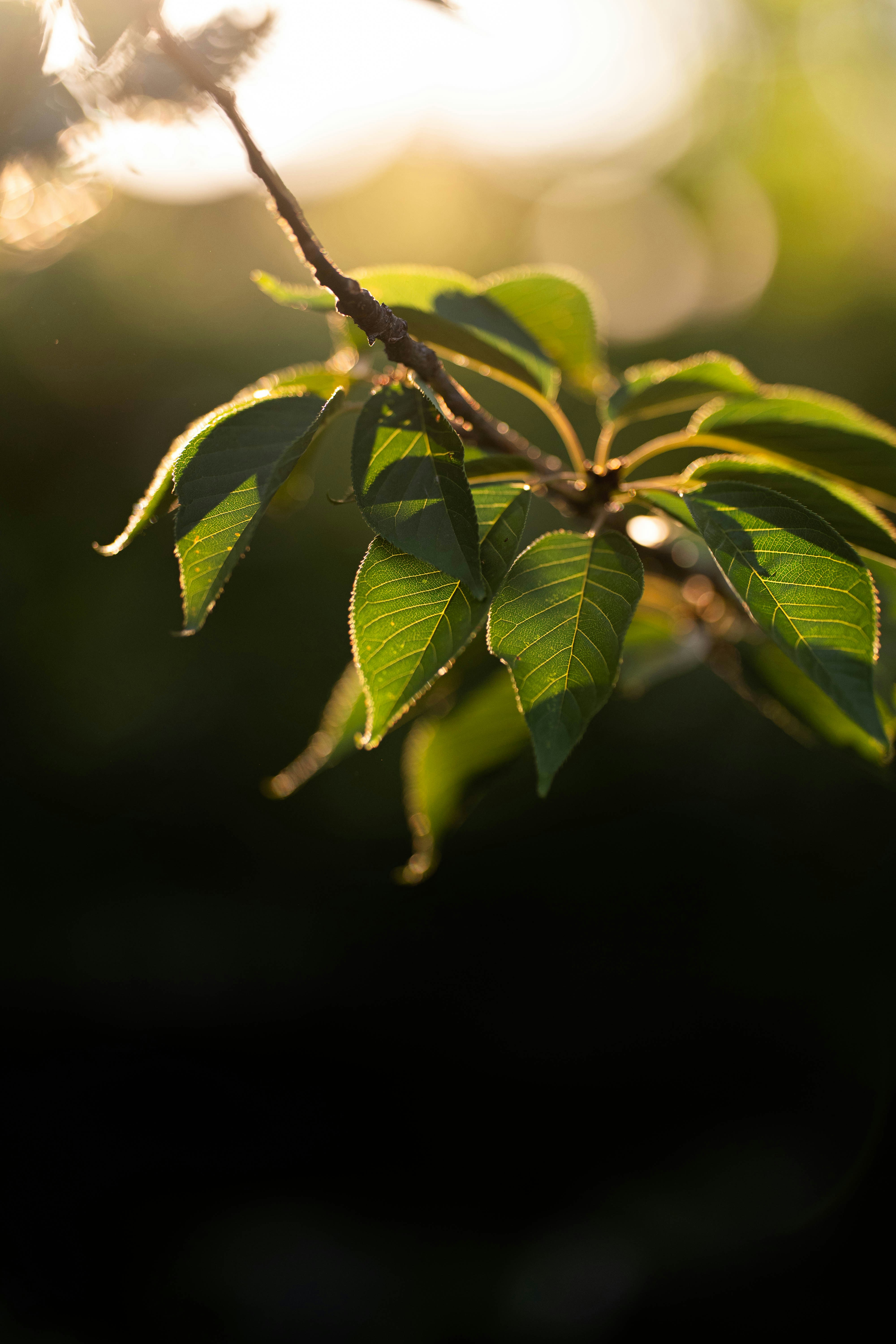 Sunlit green leaves along a slender branch with a soft bokeh background, highlighting delicate veins and edge glow. (Nature photography, not a logo or illustration.)