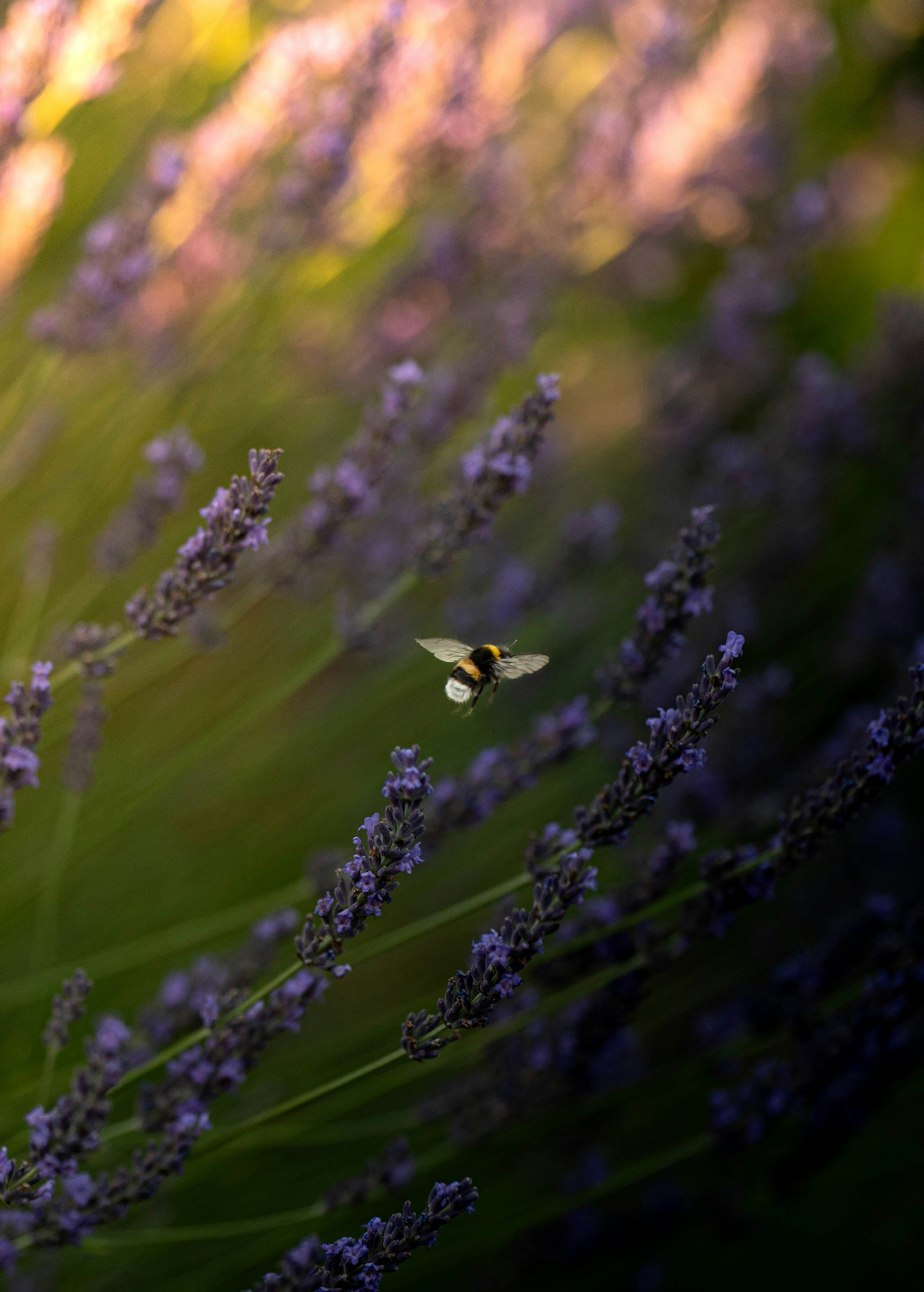 Photo by CS J0ke with Panasonic Lumix S9