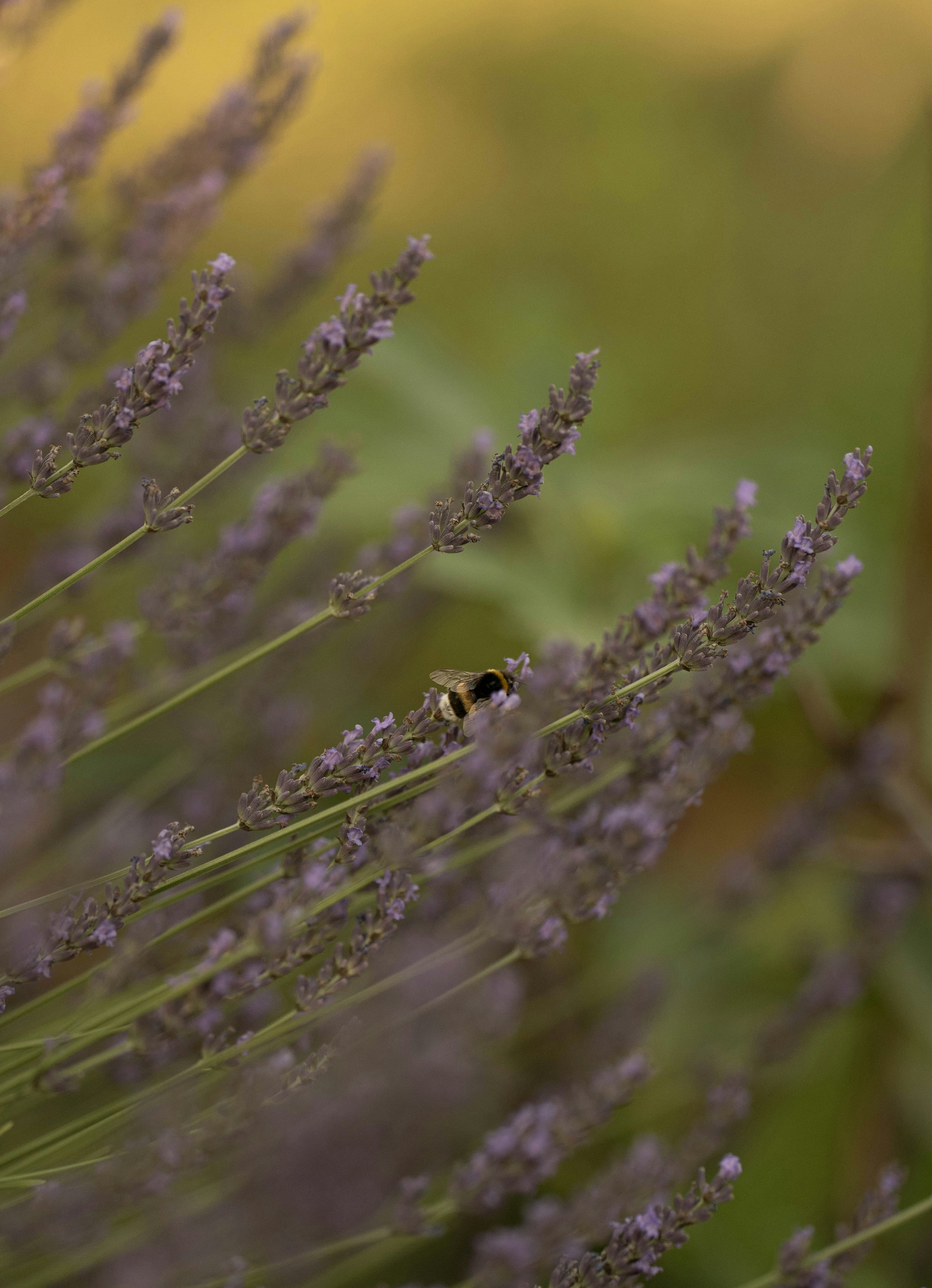 Bee on Lavender: A Quiet Macro Moment