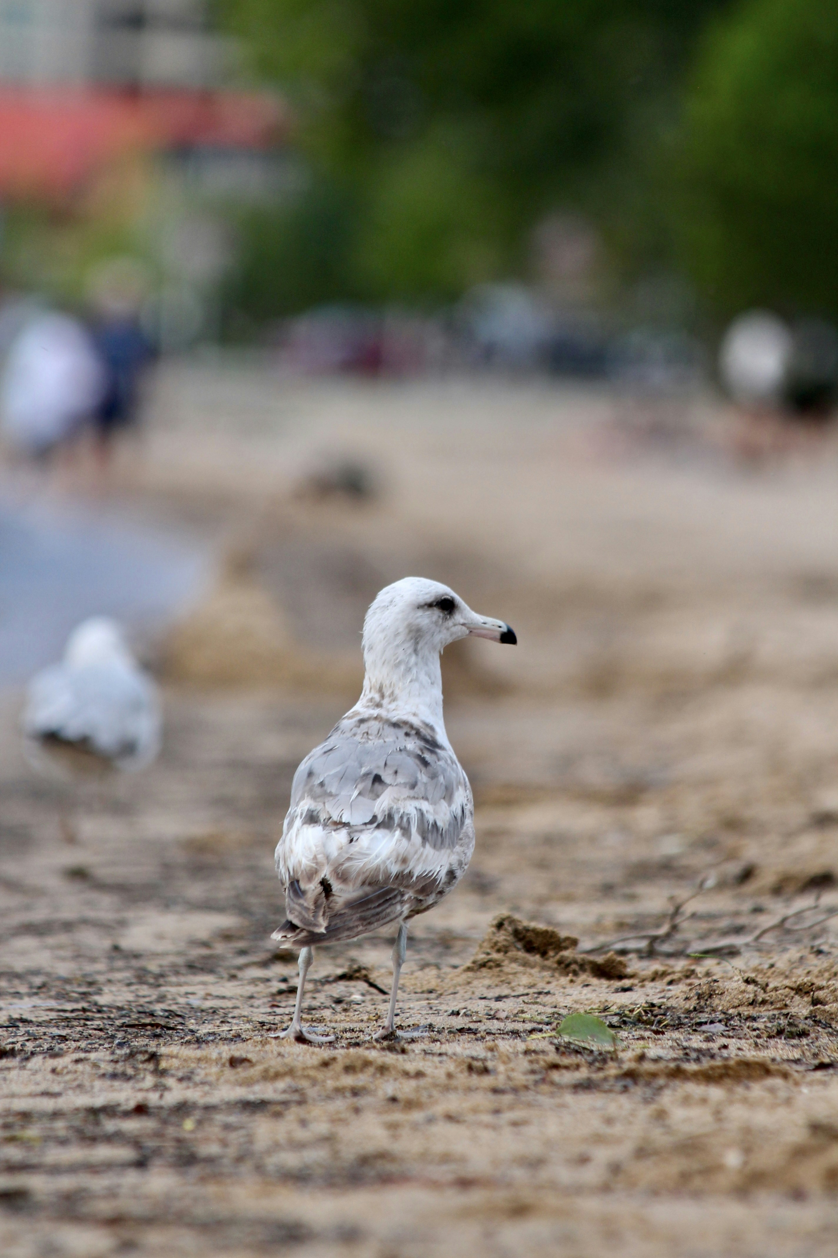  lone shorebird on a sunlit beach with blurred background 