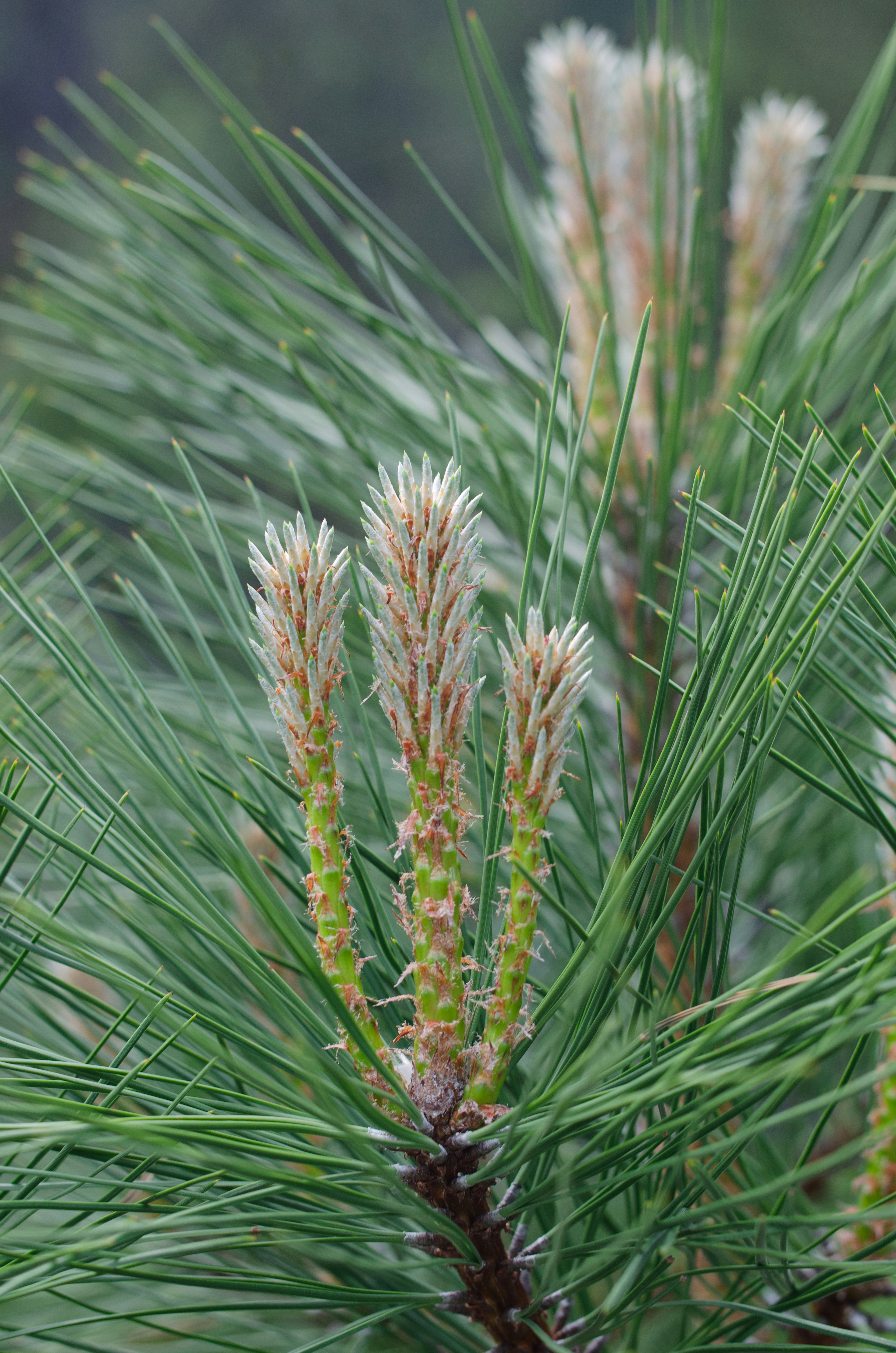 Emerald Pine Detail: New Growth Reaching Through Needle Cannon
