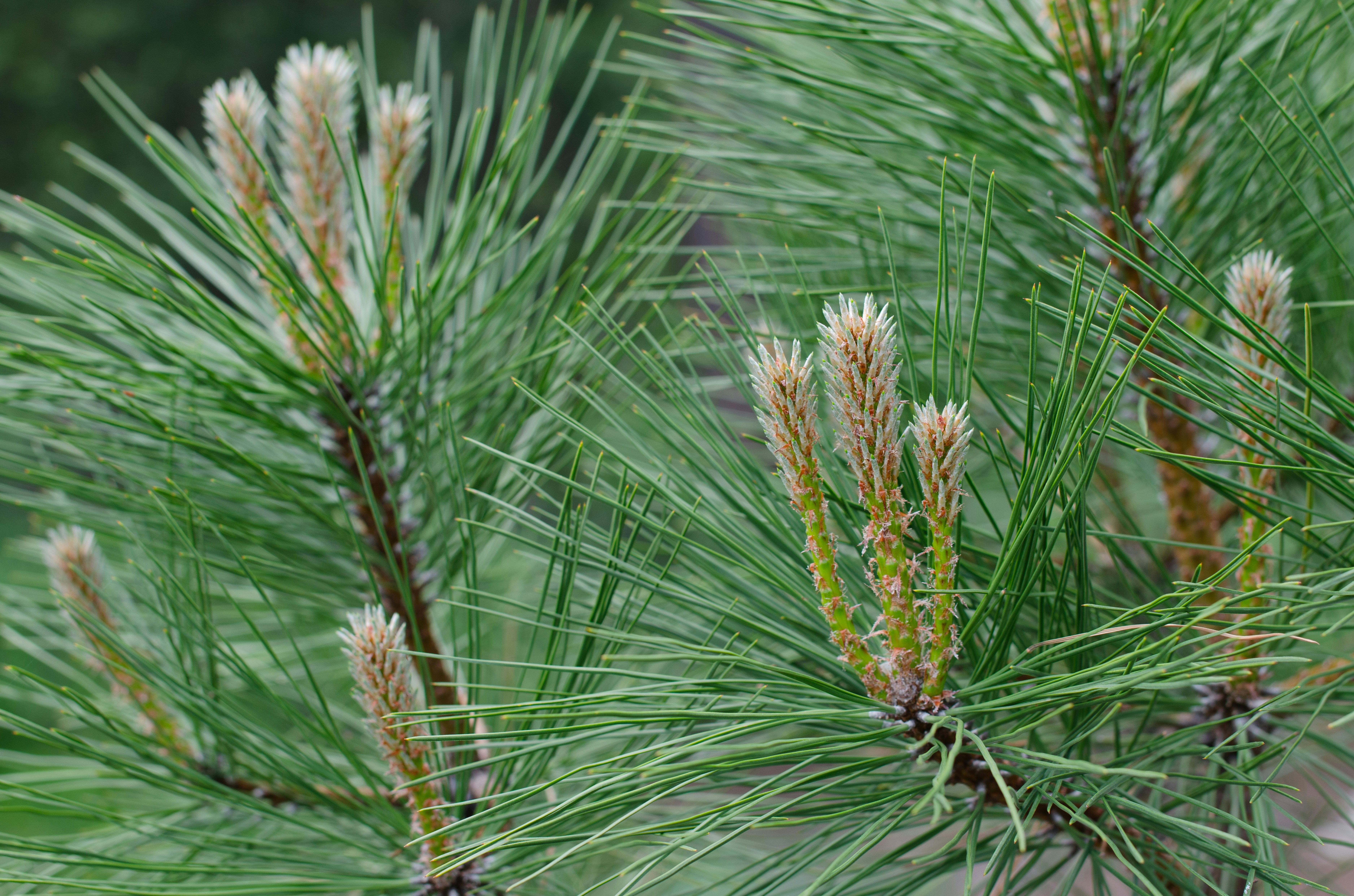 Emerald Pine Needles: Close‑up of New Growth Amid Dense Foliage