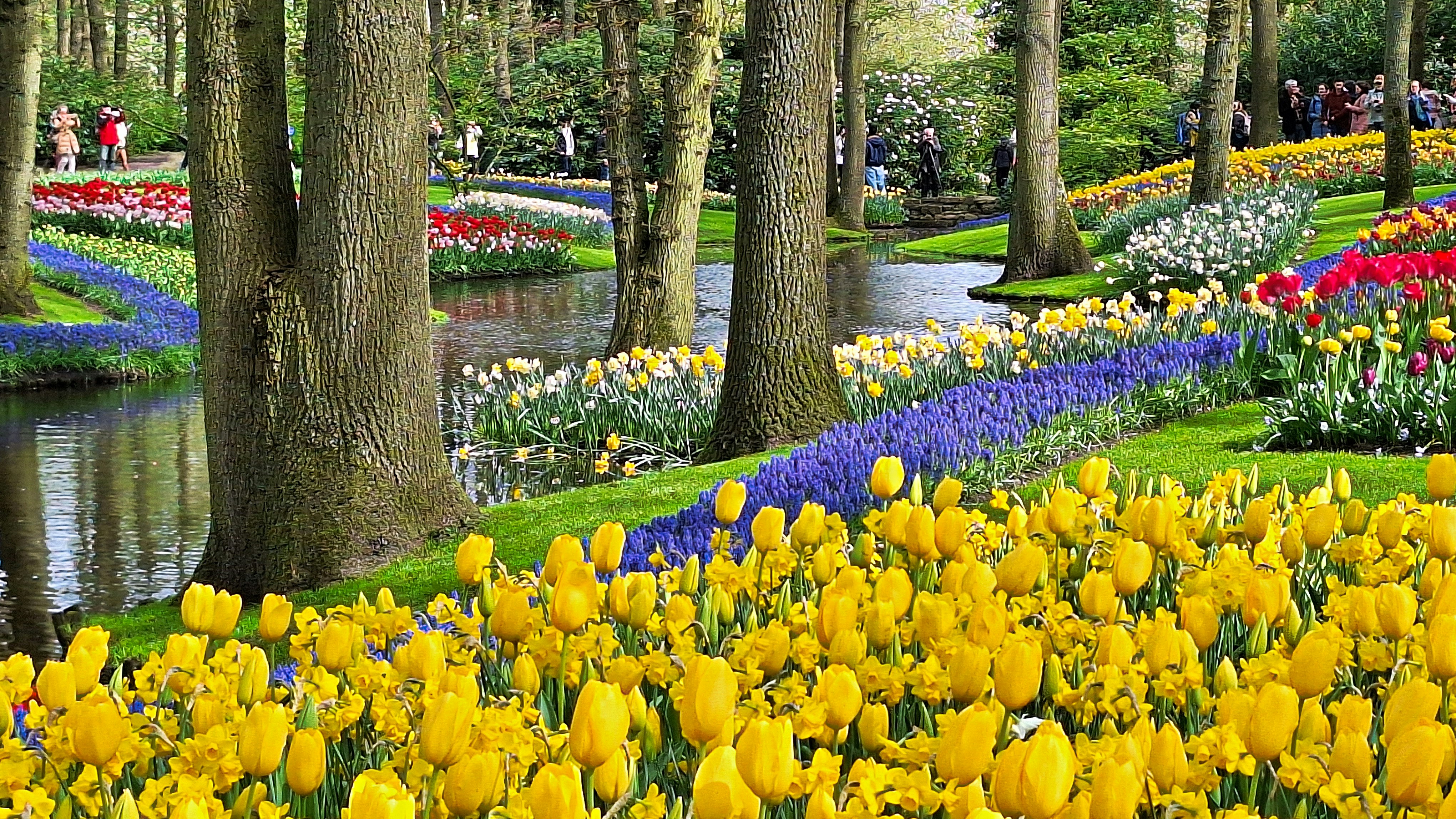Yellow Tulip Corridor by the Water in a Garden of Trees