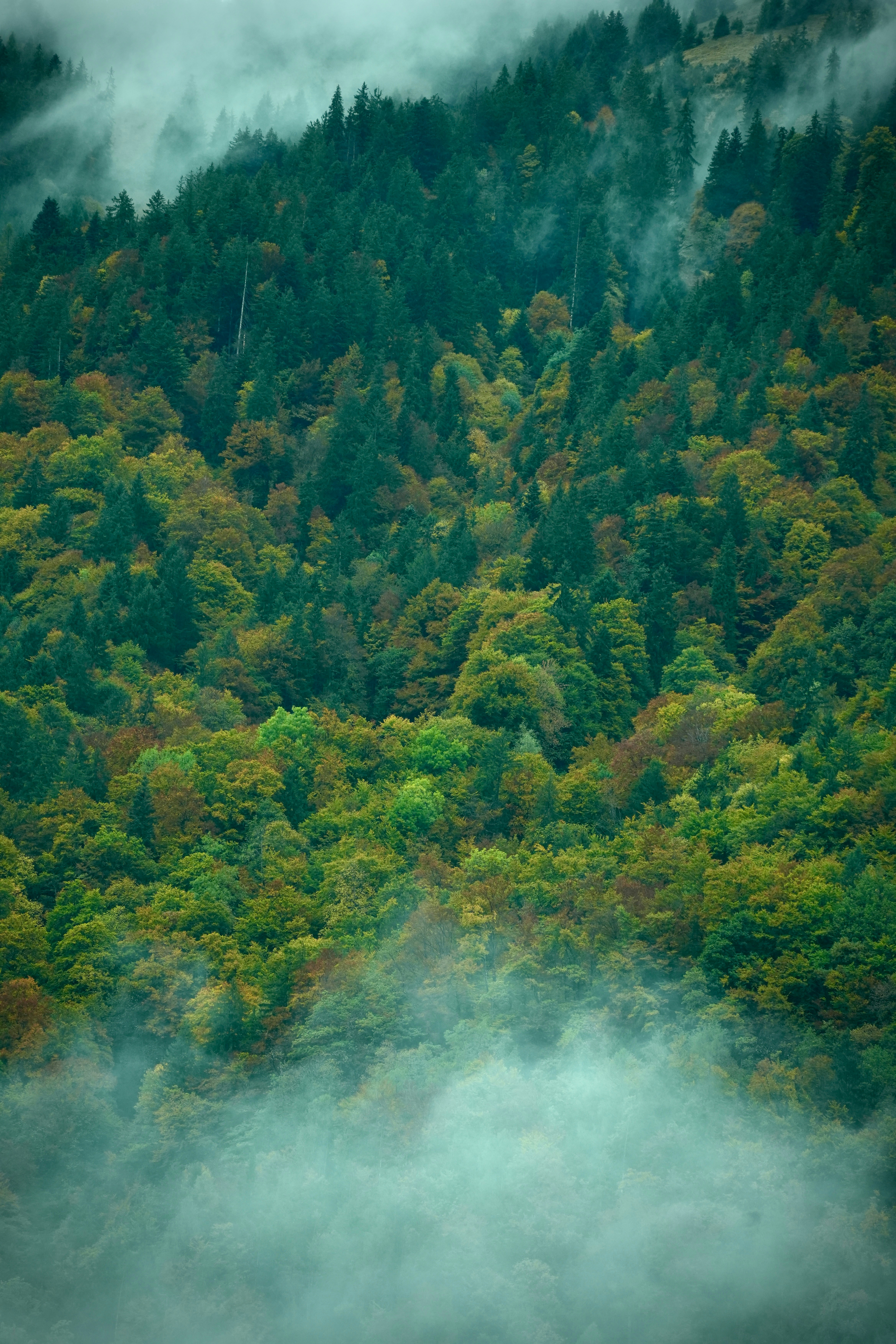 Misted Canopy: Autumn Forest Emerging Through Veiled Clouds