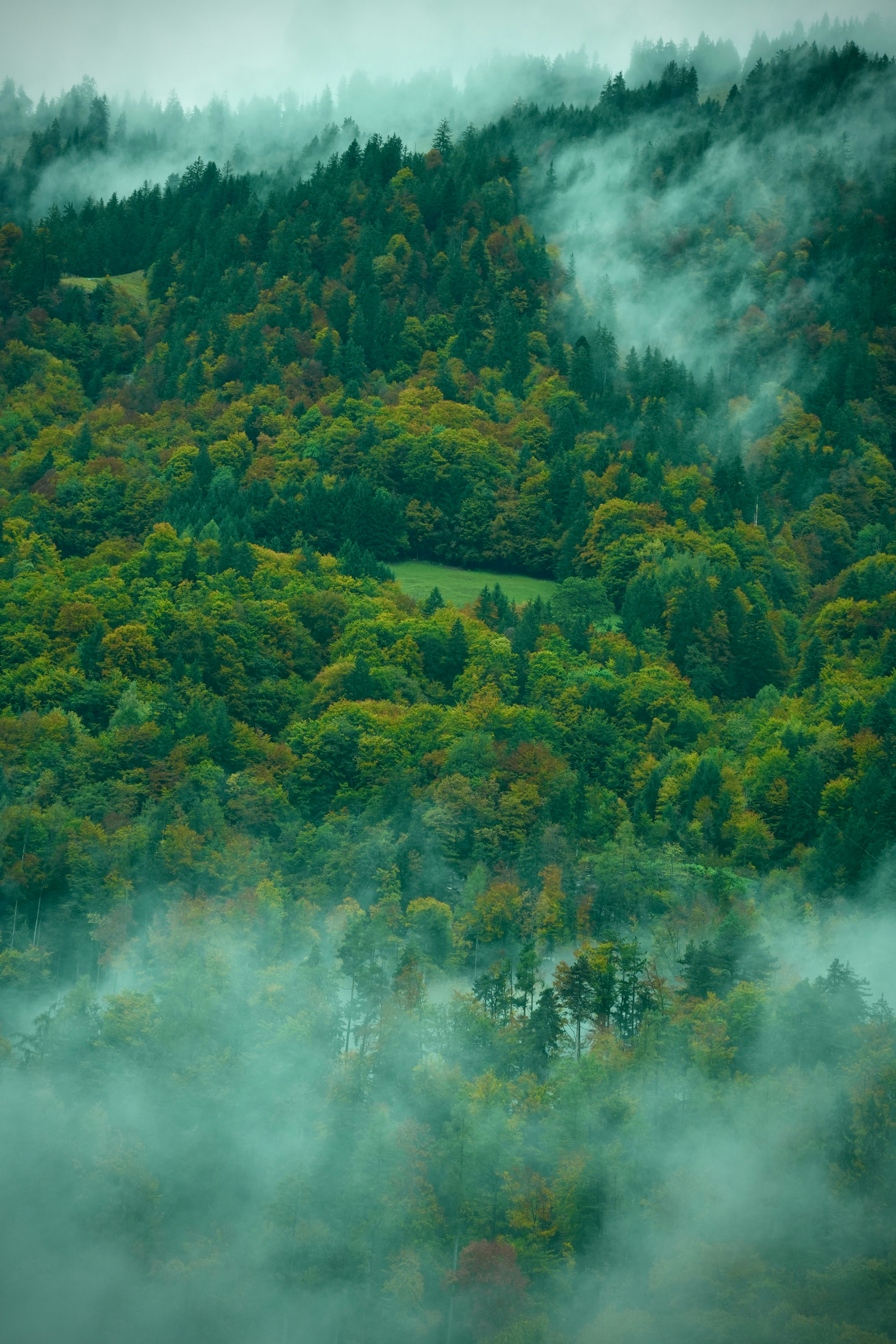 Mist Veil Over a Fall Palette