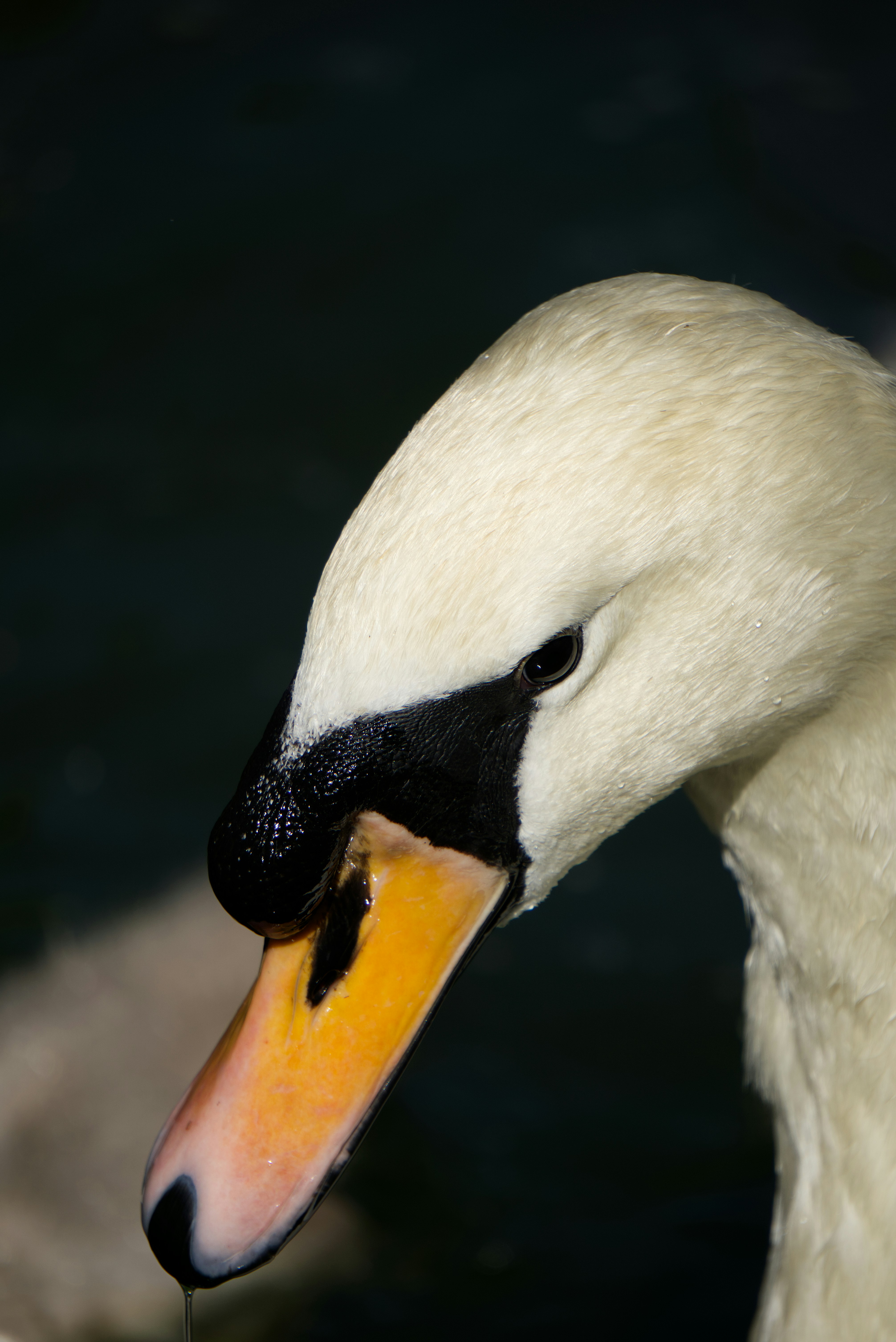Close-Up of a Graceful Swan: Patina of Light on the Beak