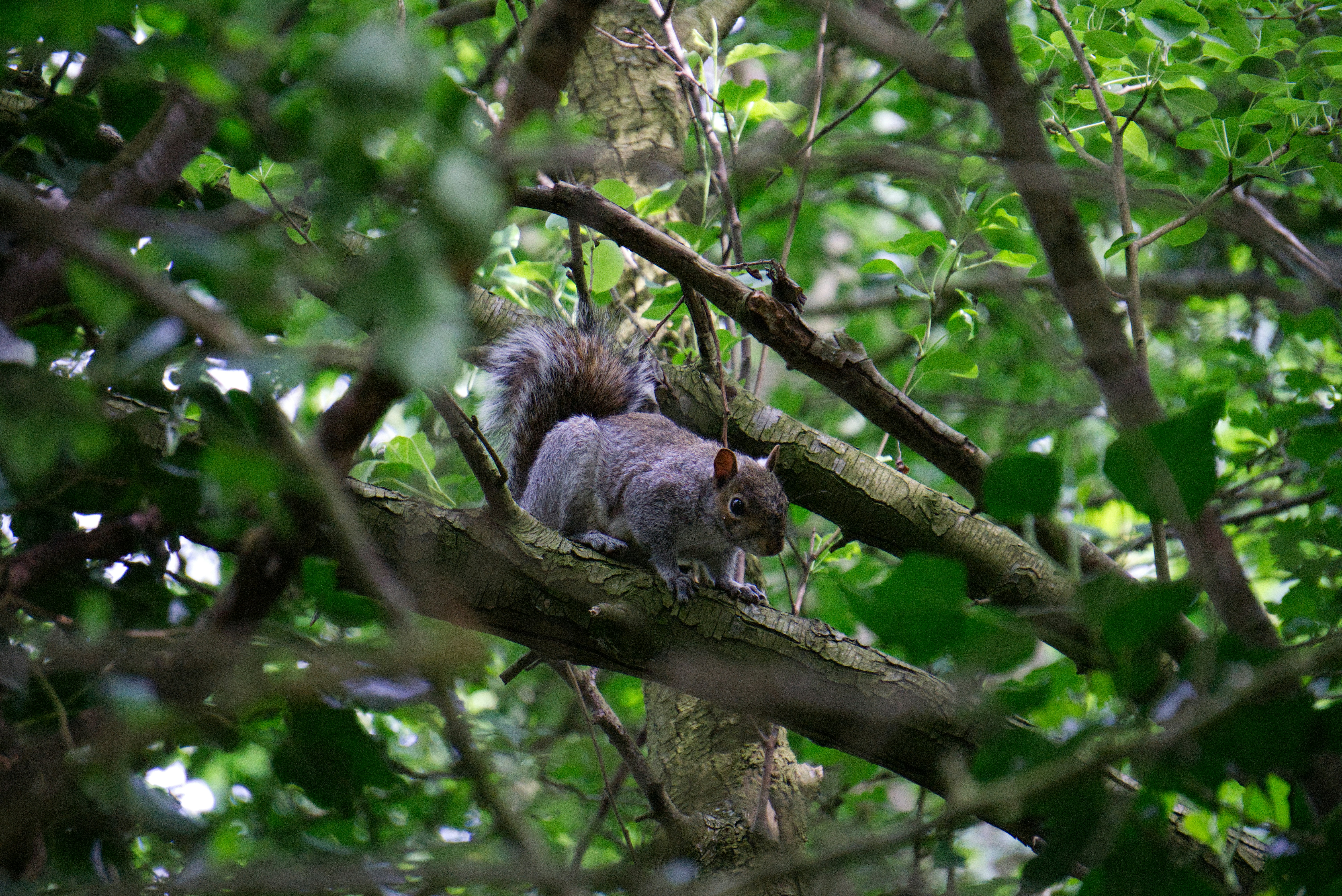 Squirrel Scout on a Forest Crossing