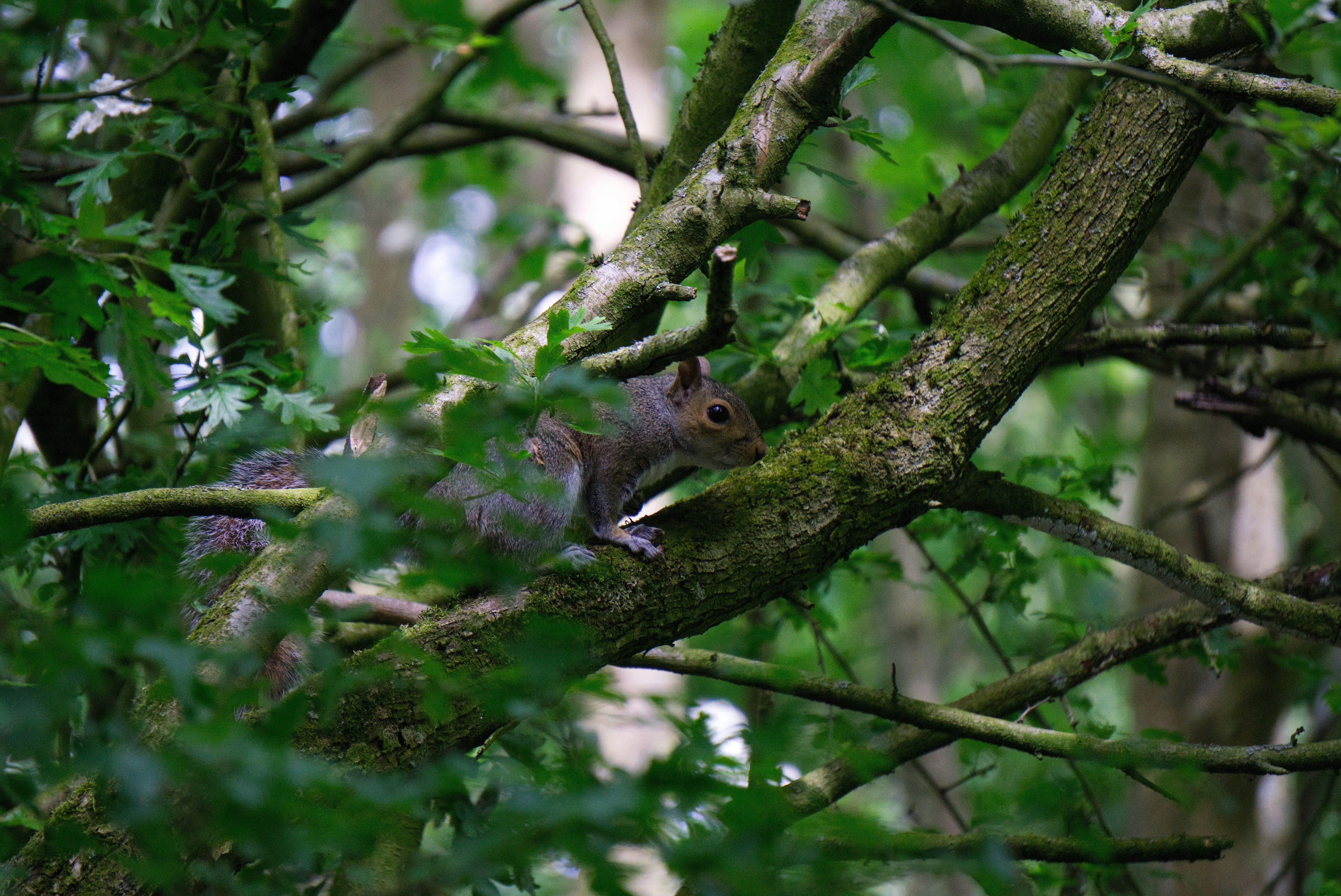Squirrel Amid Green Veins: A Quiet Moment in the Canopy