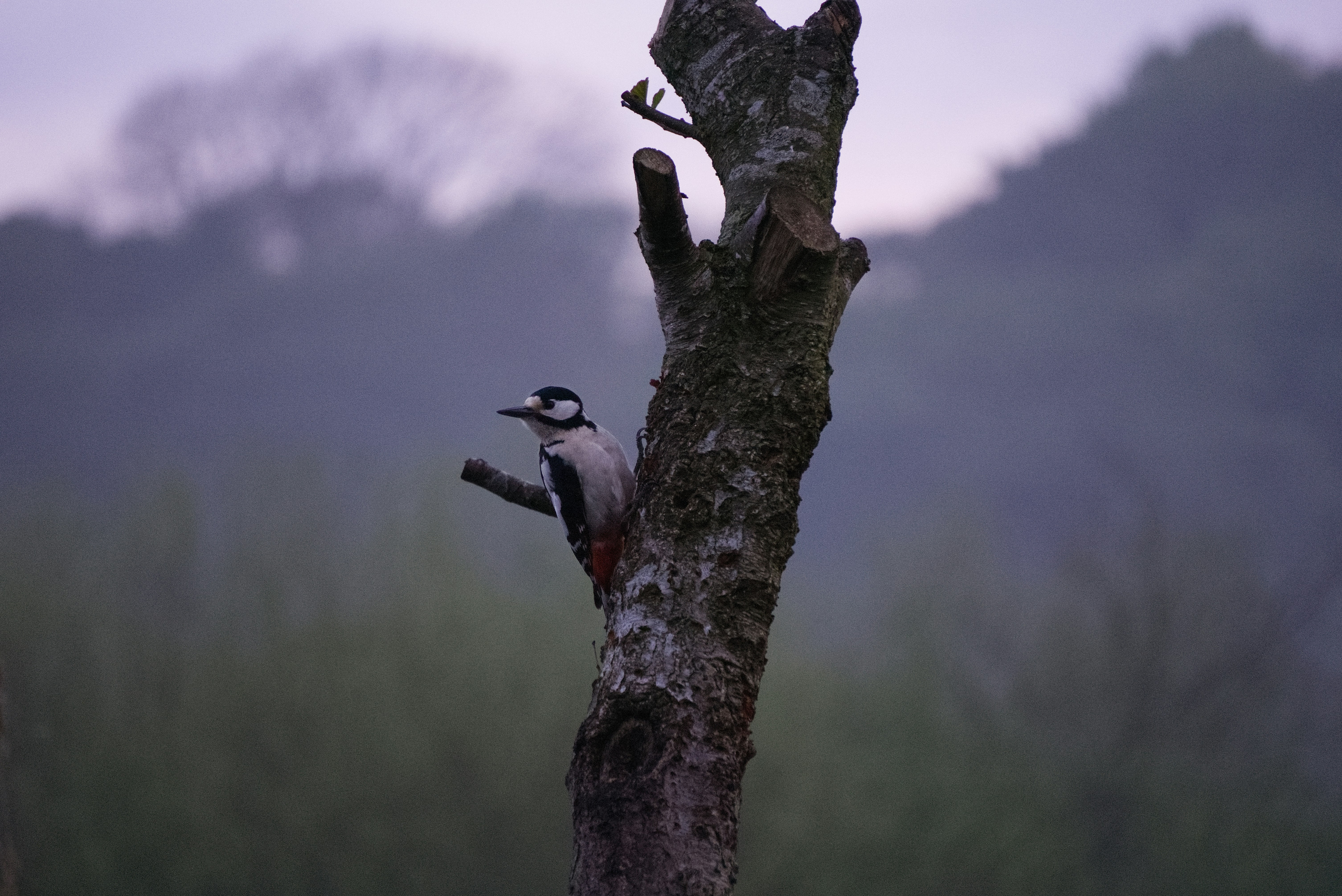 Woodpecker on a Weathered Trunk Amid Quiet Dusk