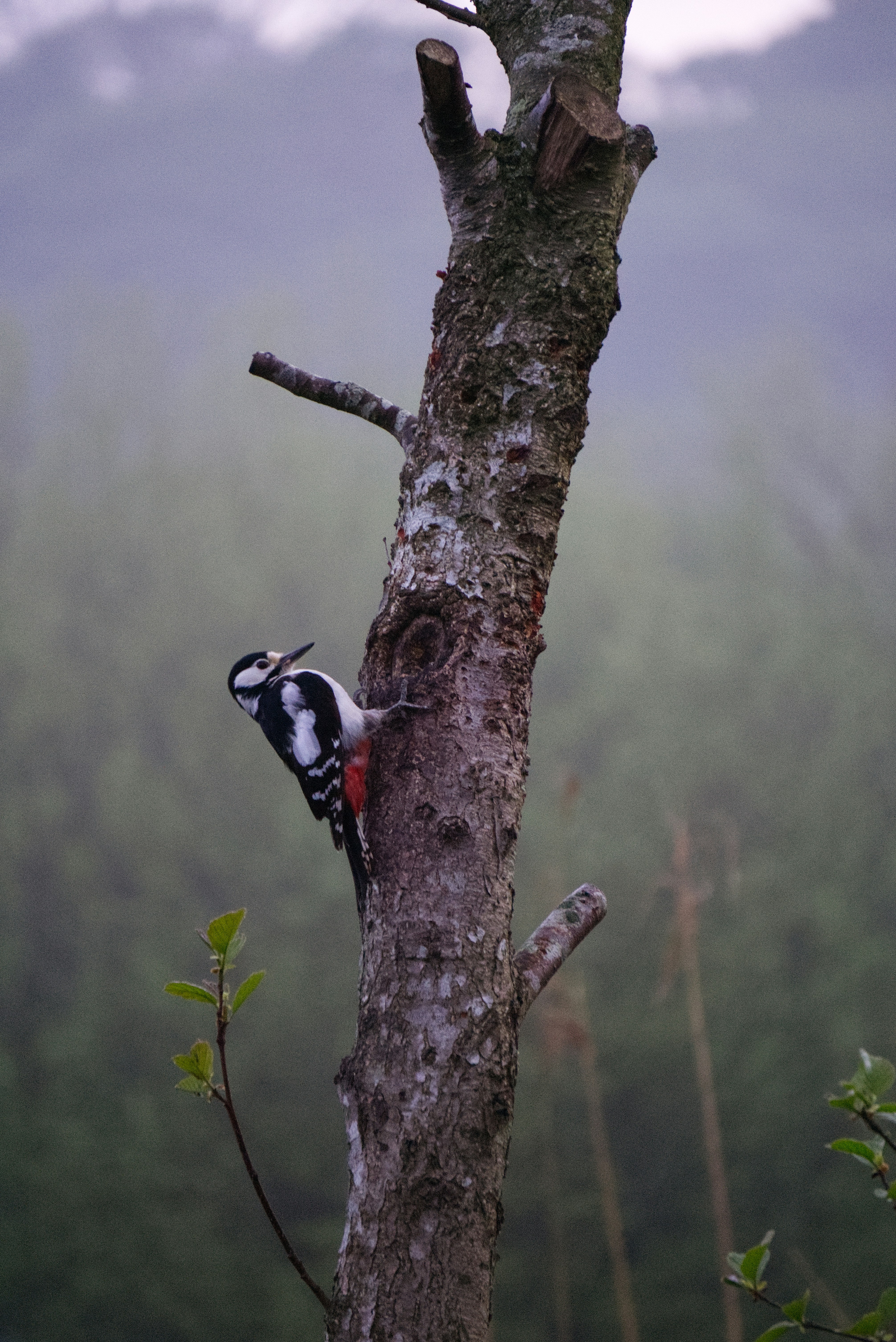Woodpecker Niche: Clinging to a Mossy Trunk in Quiet Woods