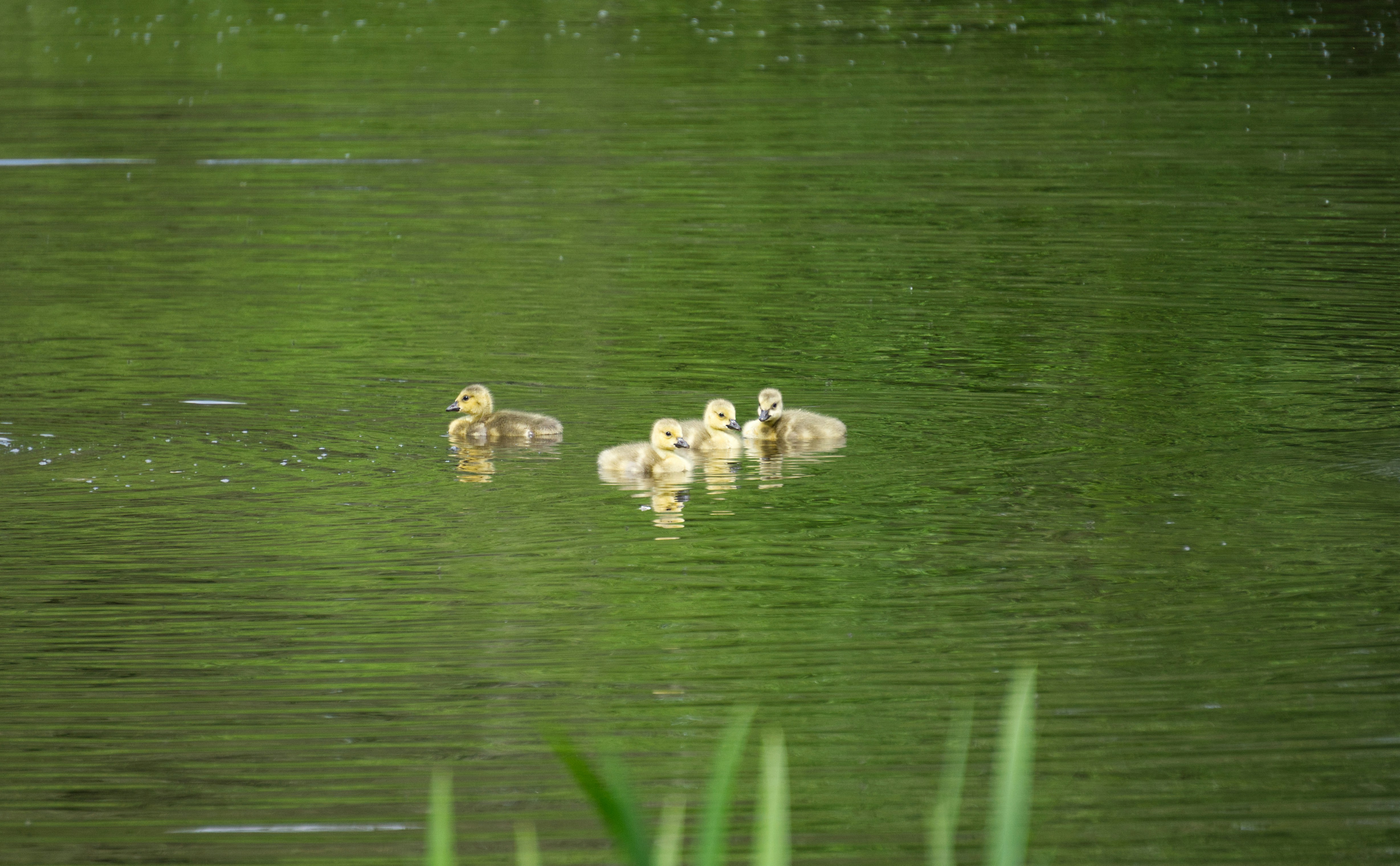 Duckling Squadron Gliding Across a Quiet Green Mirror