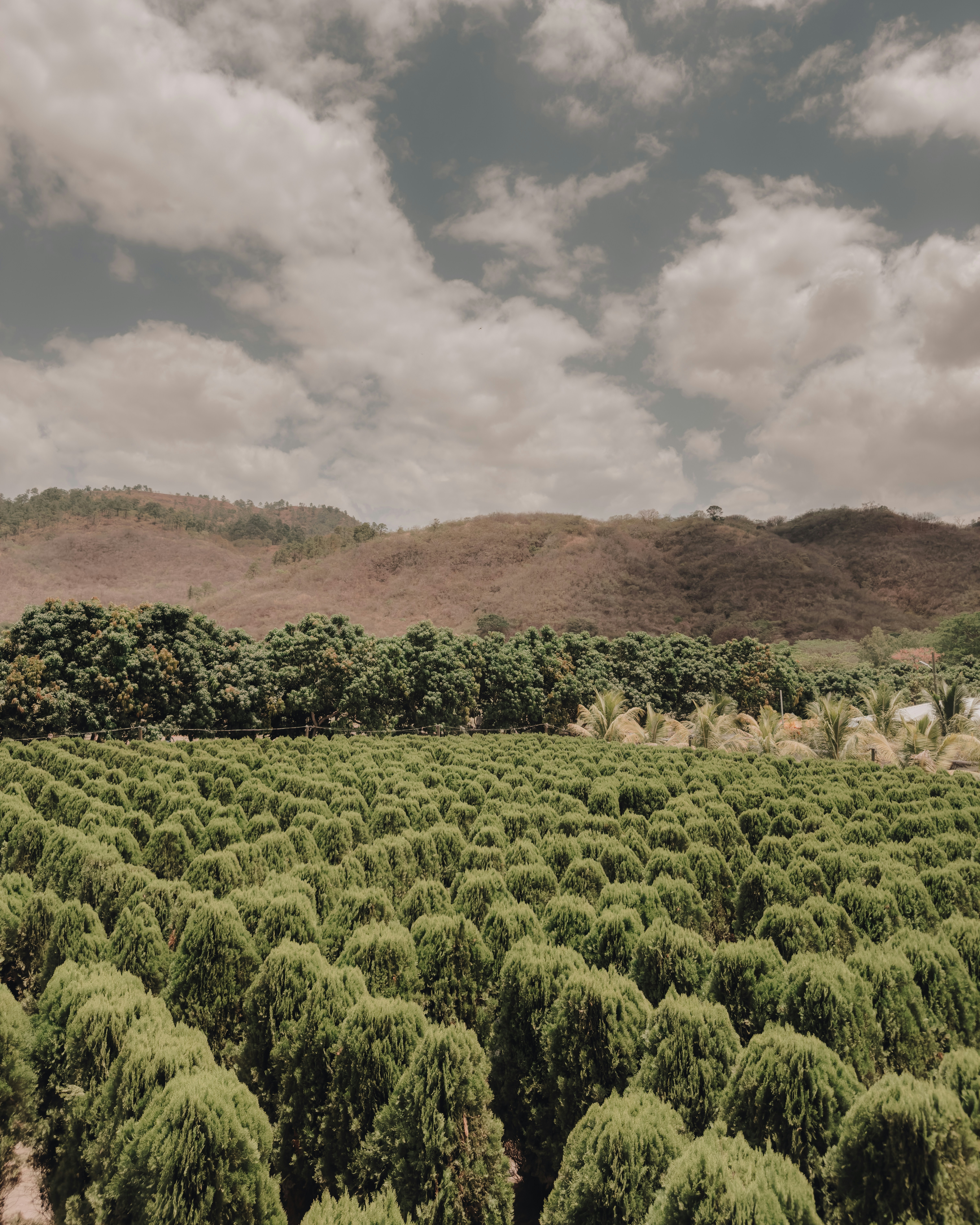 Rows of rounded evergreen orchards beneath a rolling hillside and sky