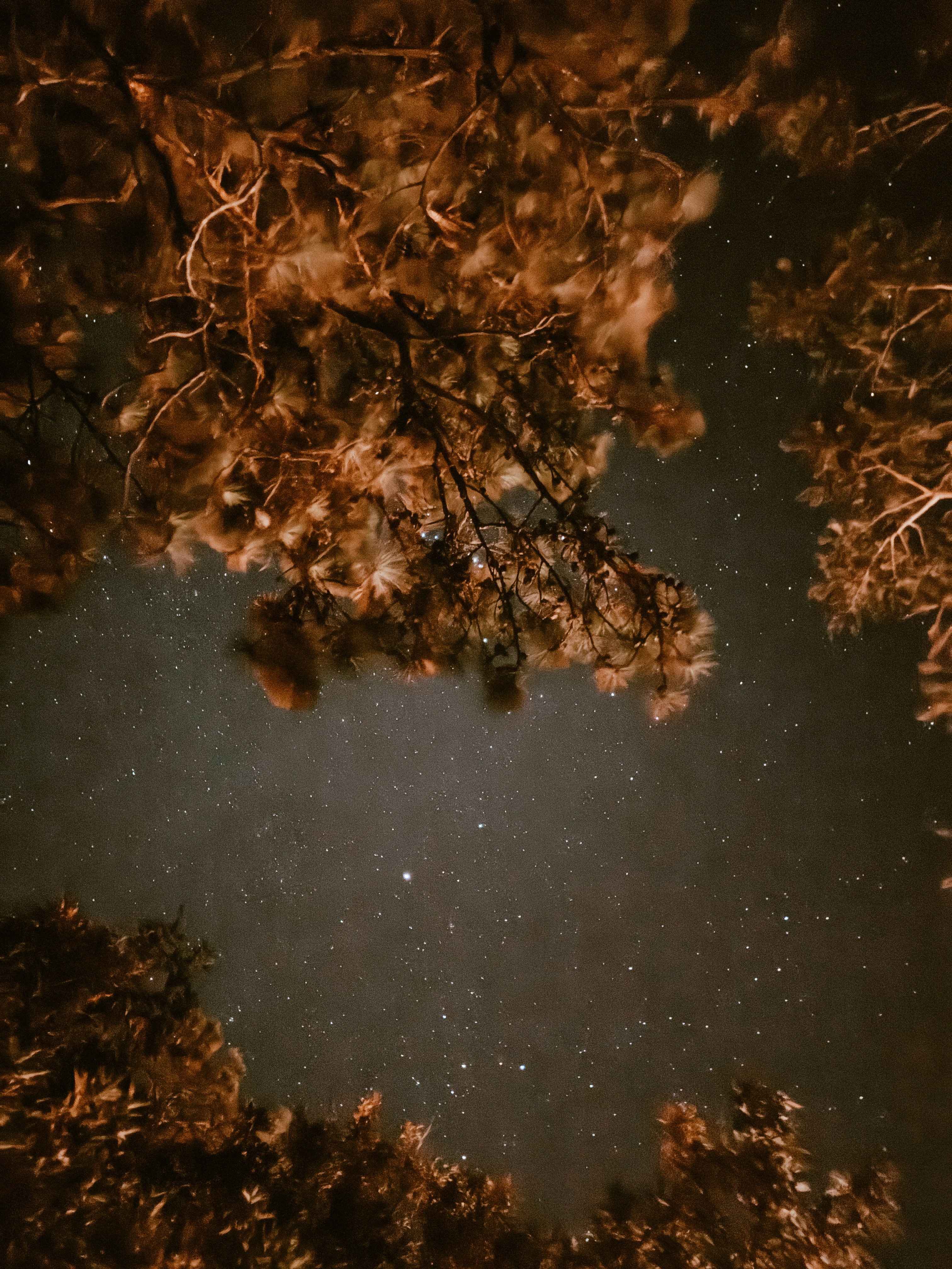 Starry Night Between Foliage