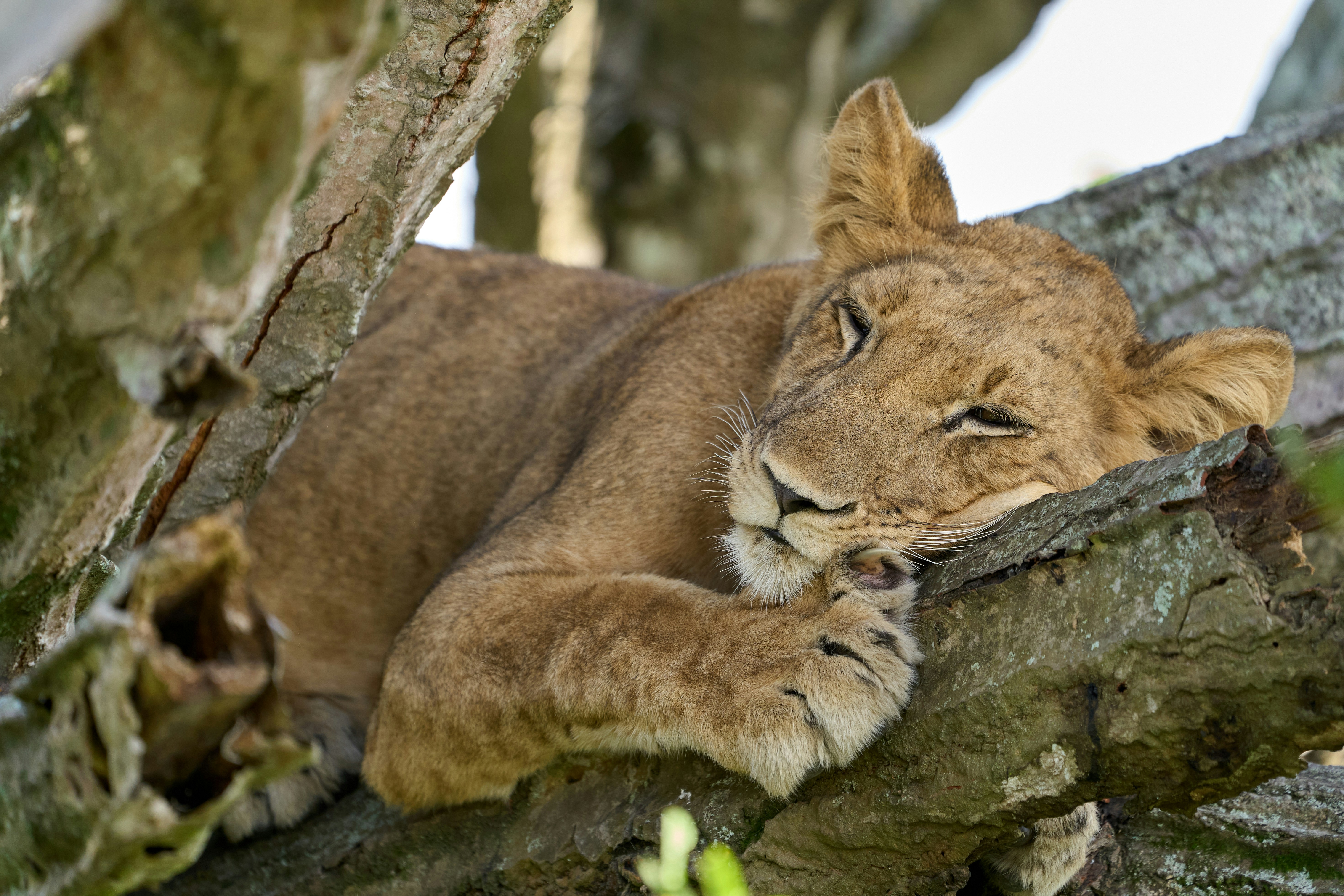 Resting Shadow: A Lioness Dozing Between Tree Limbs