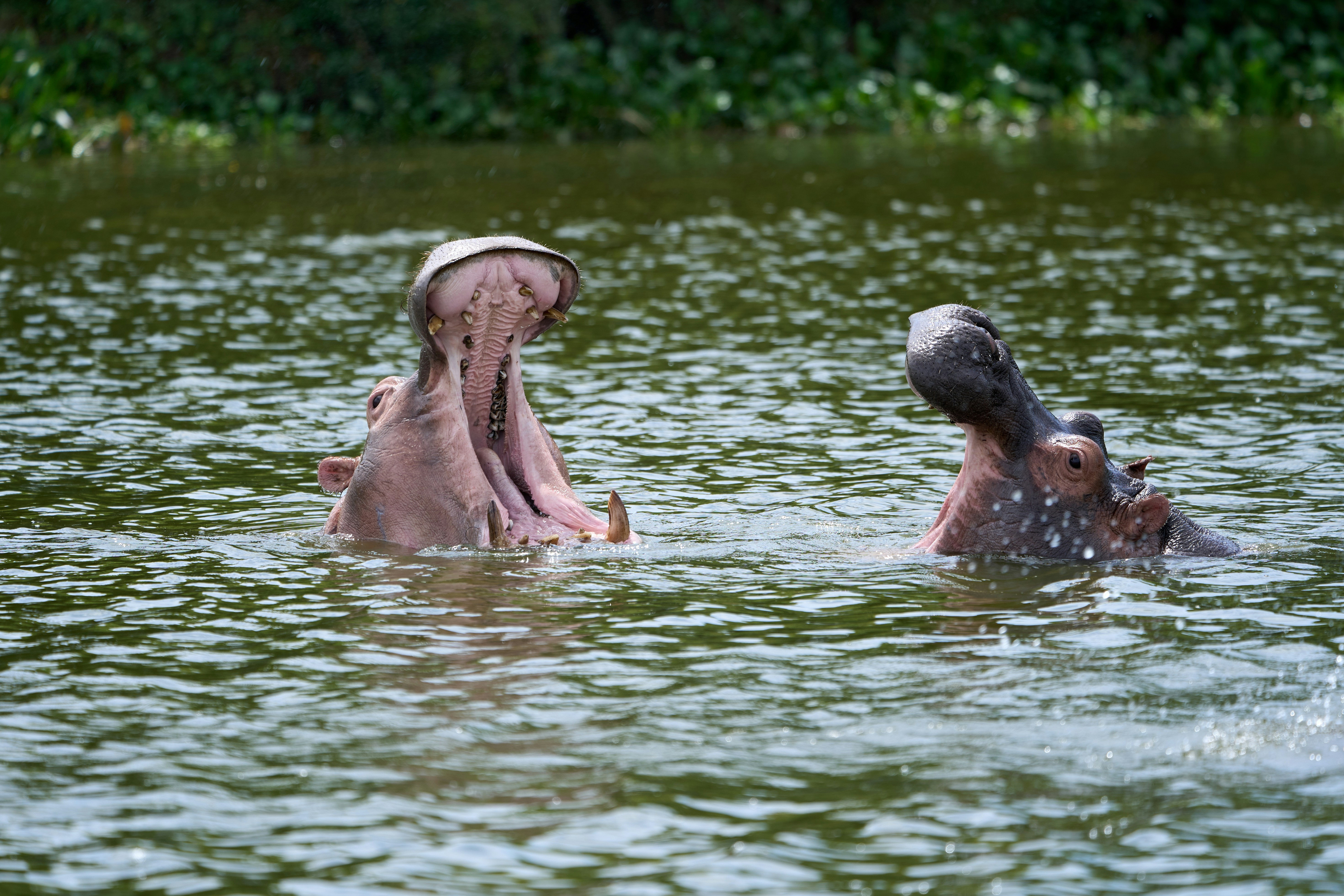 Two hippos surface with wide open jaws in a calm river, foreground water ripples and lush bank in the background.