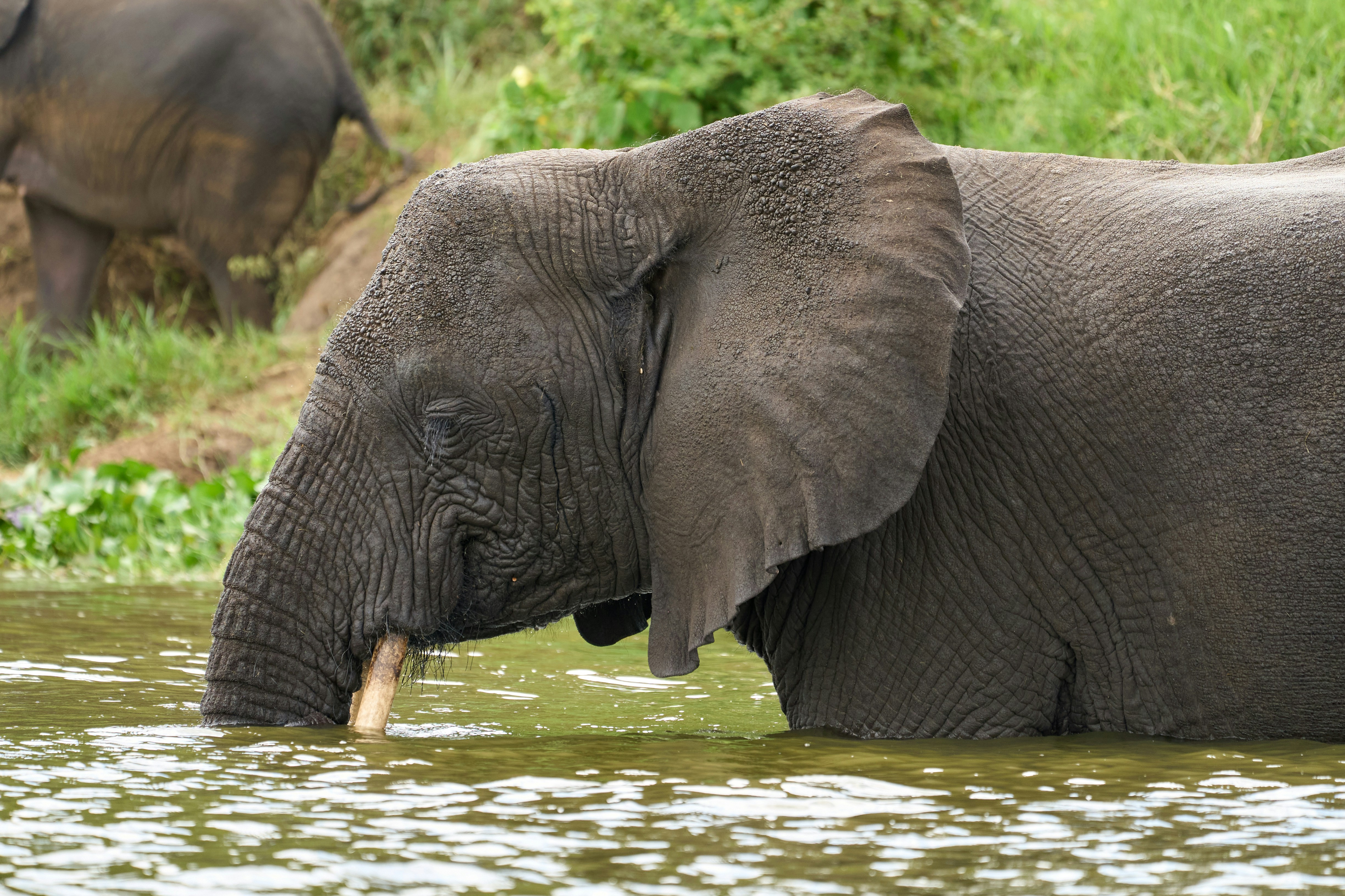 Elephant in Muddy Shallows: A Portrait of Tranquil Strength