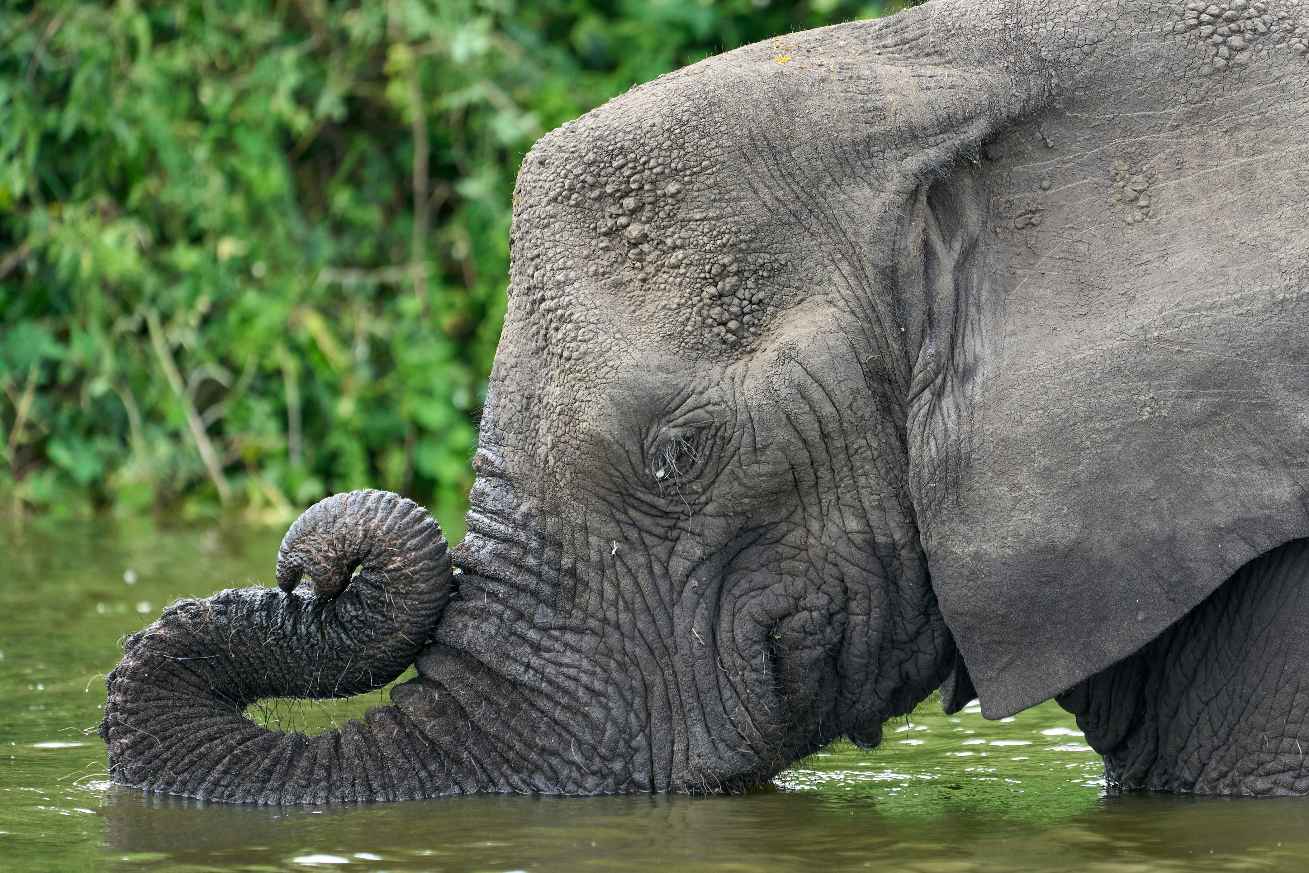 Gentle Giant in Calm River: The Elephant's Trunk Curl