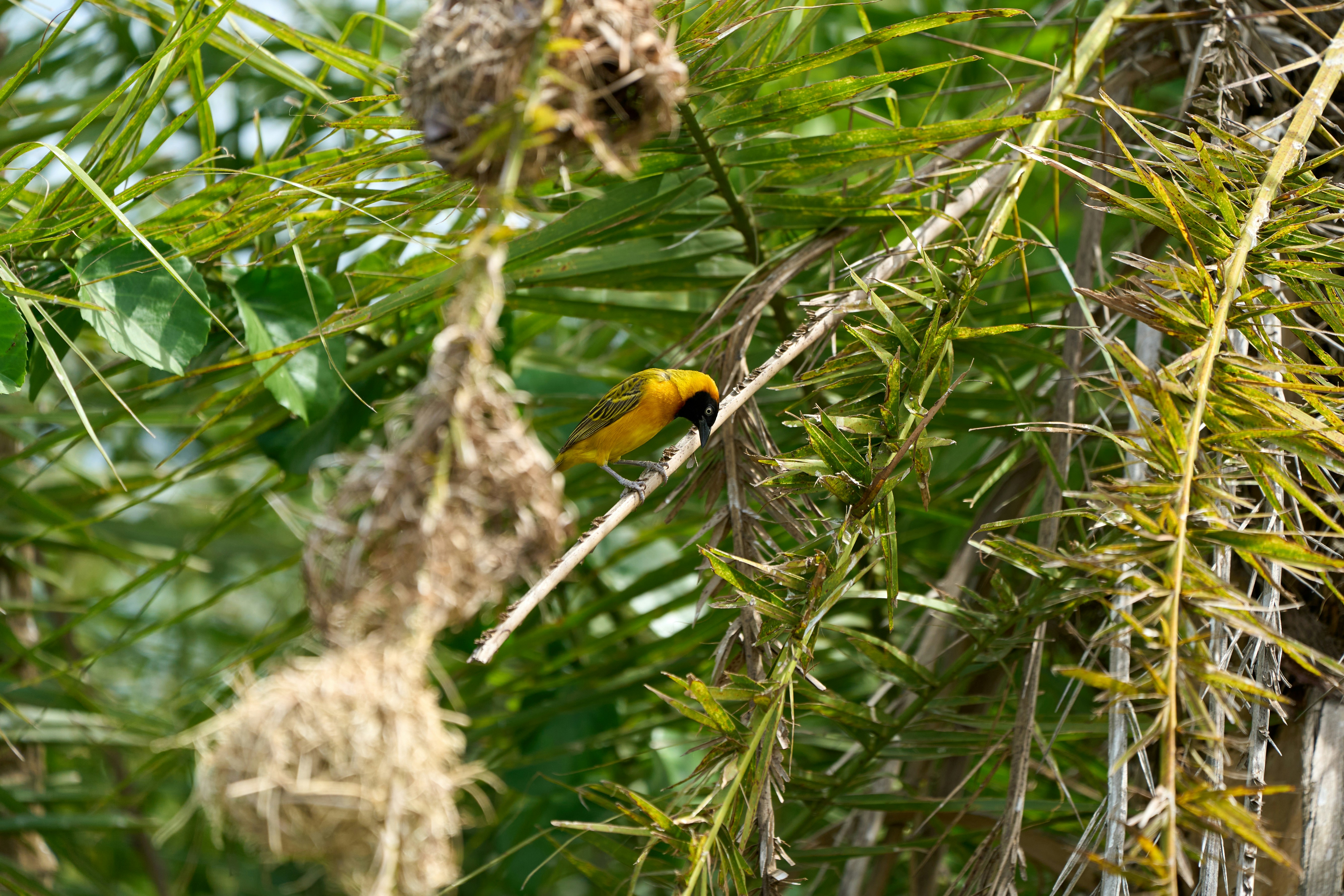Goldfinch Amid the Needle Forest