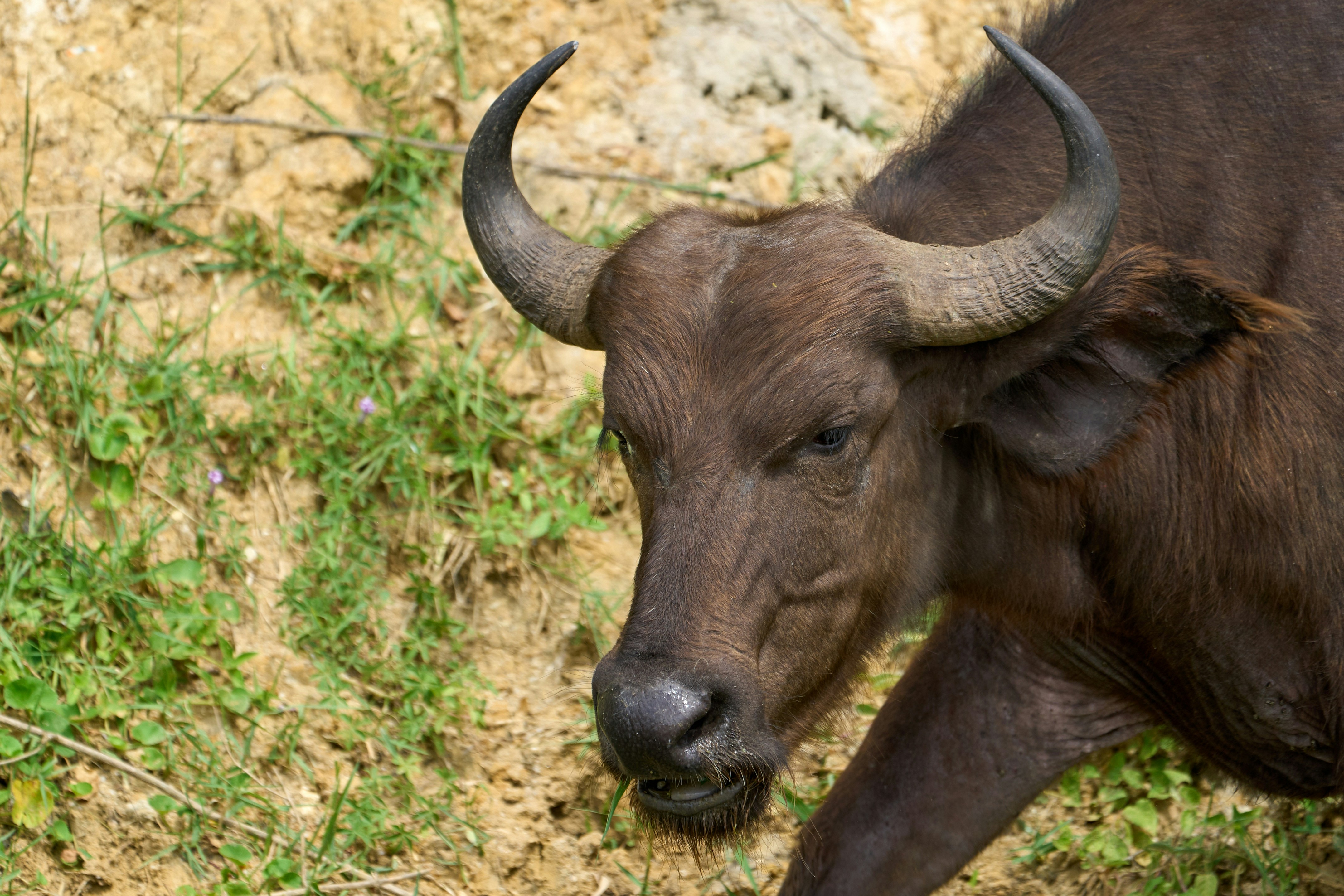 Charging Contour: A Water-rough Bull in Focus