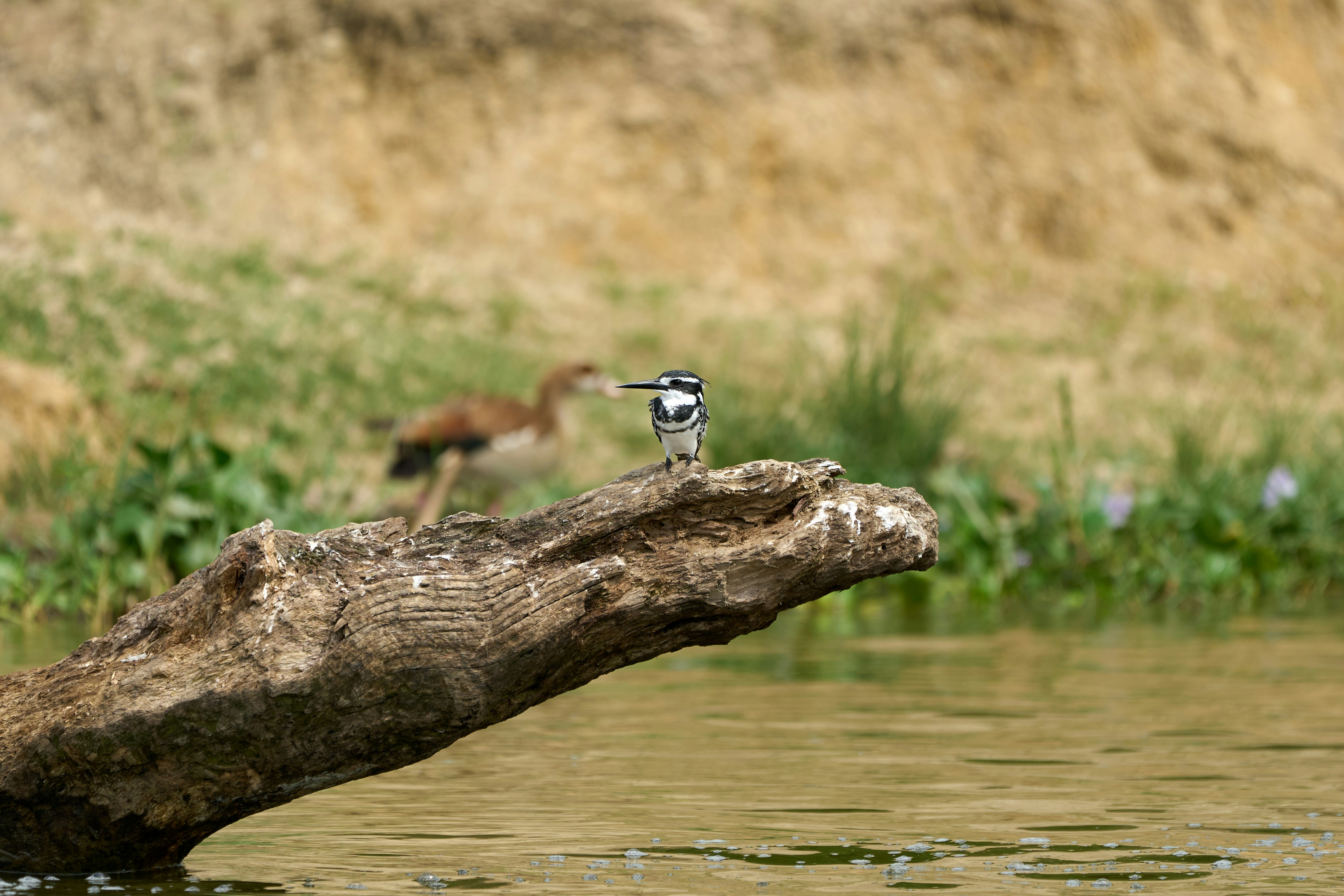 Aperitif on a Log: A Small Kingfisher Prepares by the River