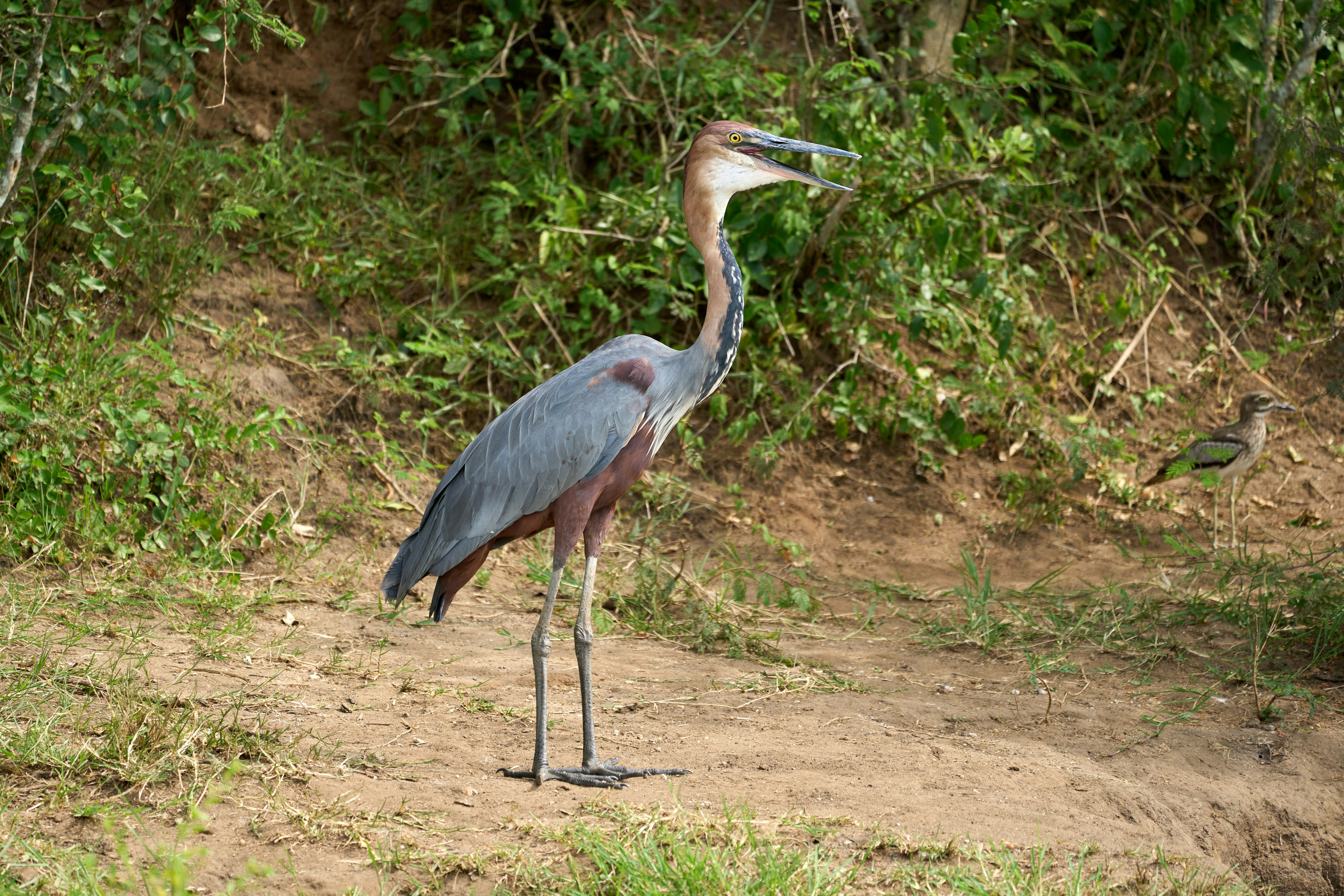 Stately Heron in Quiet Sandbank