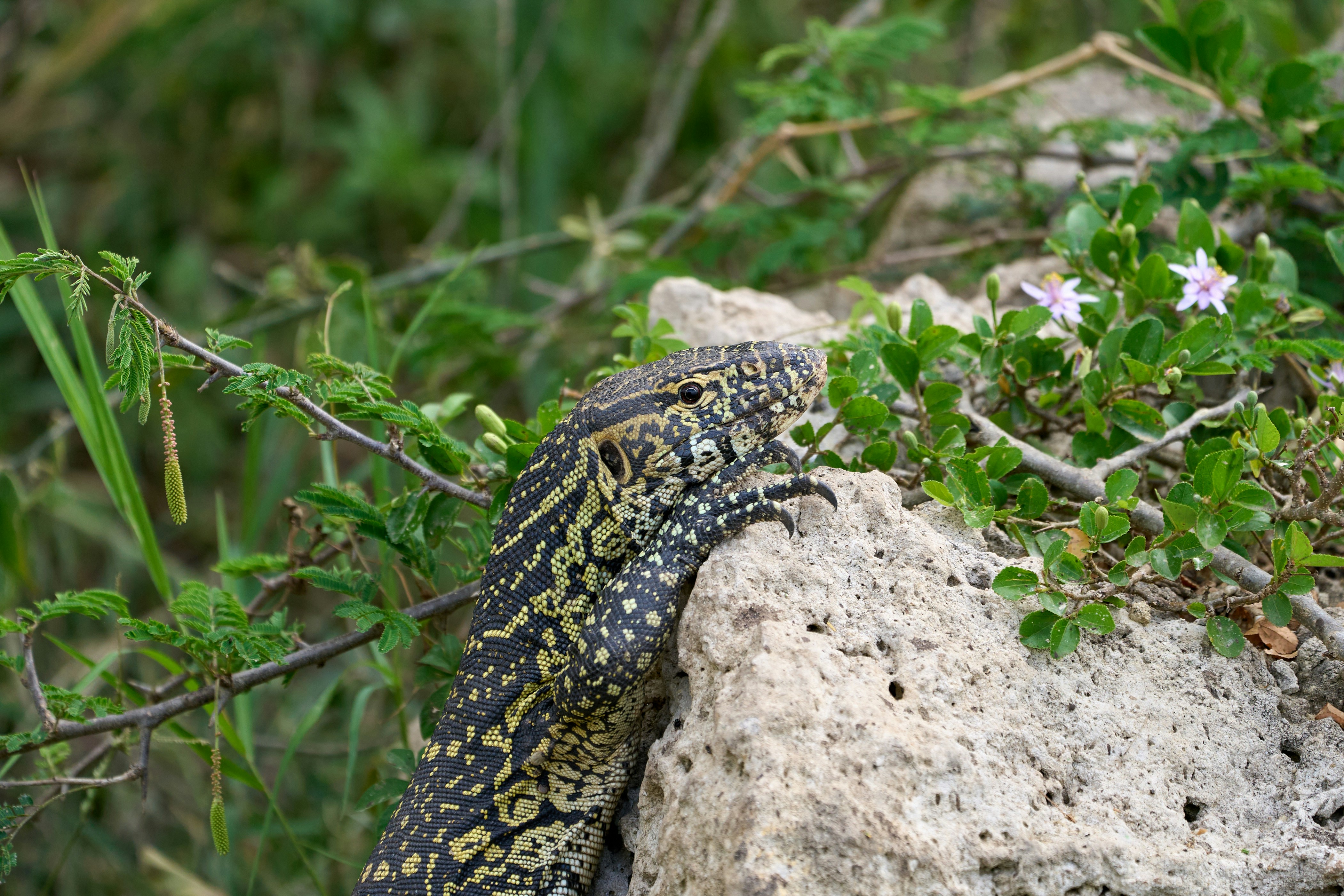 Lizard on a sunlit rock: intricate pattern and texture in focus