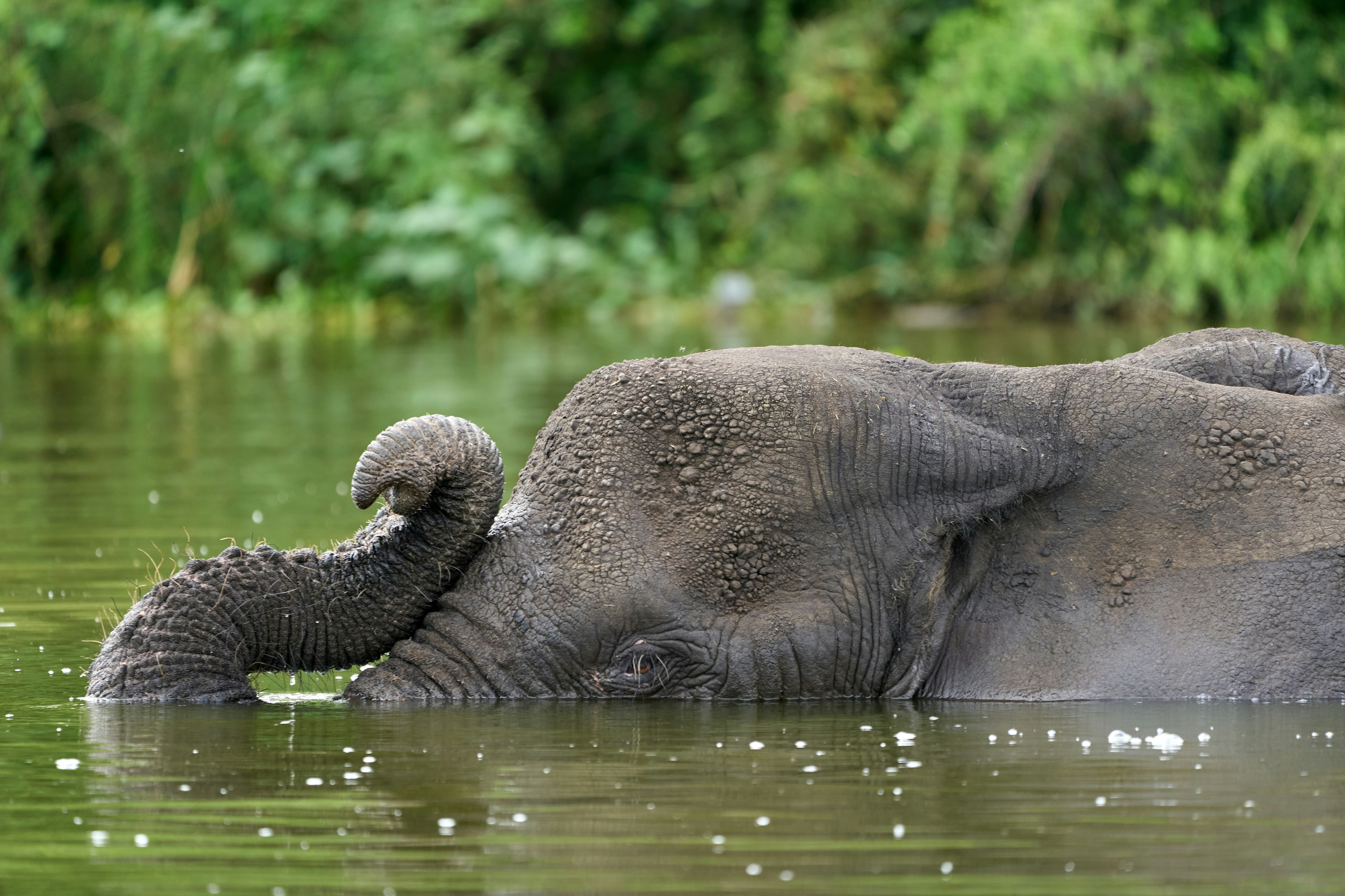 Curled Trunk Rest: An Elephant in Quiet Waters