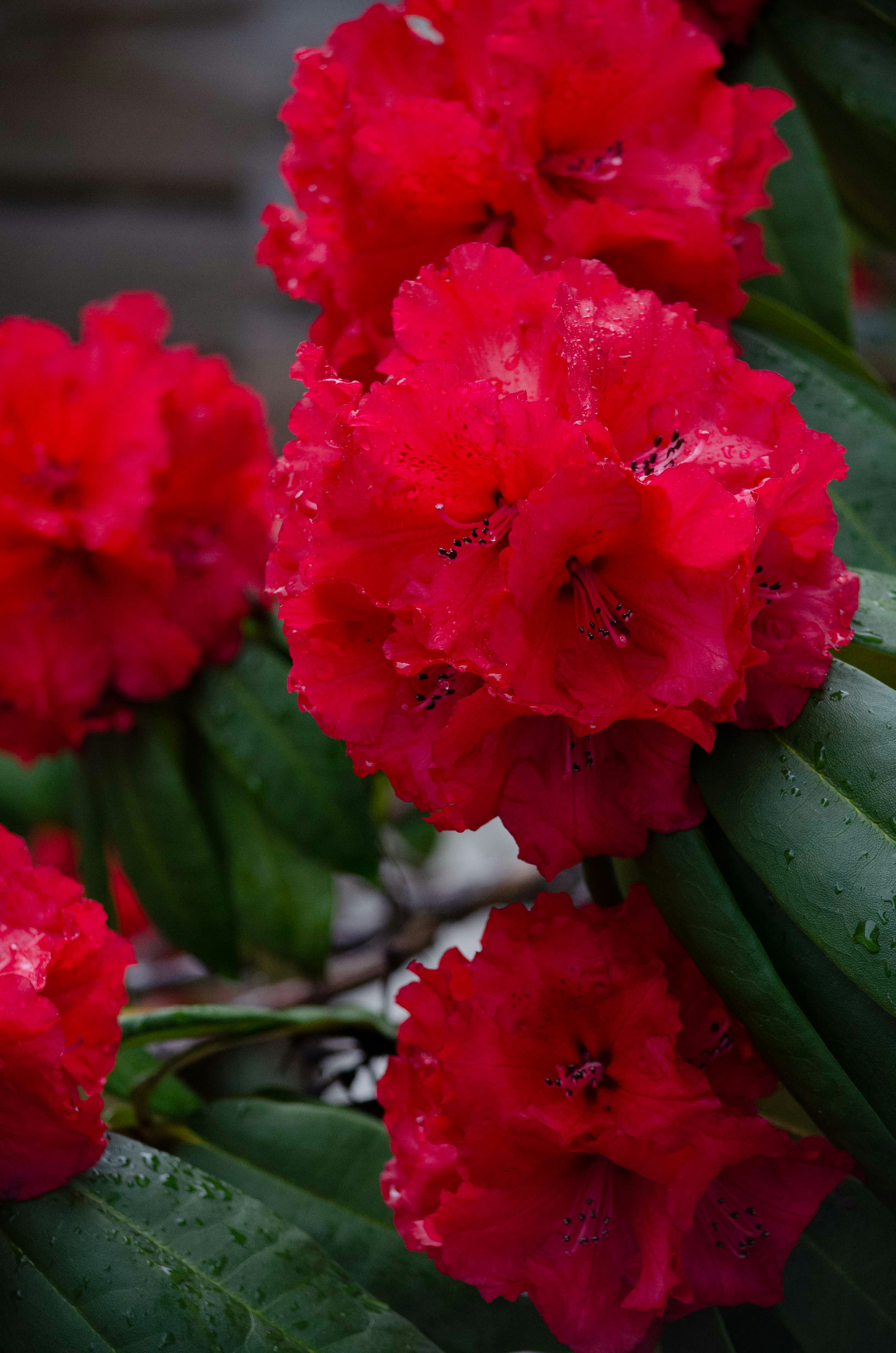 Crimson Blooms: A Close-Knit Moment of Wet Petals