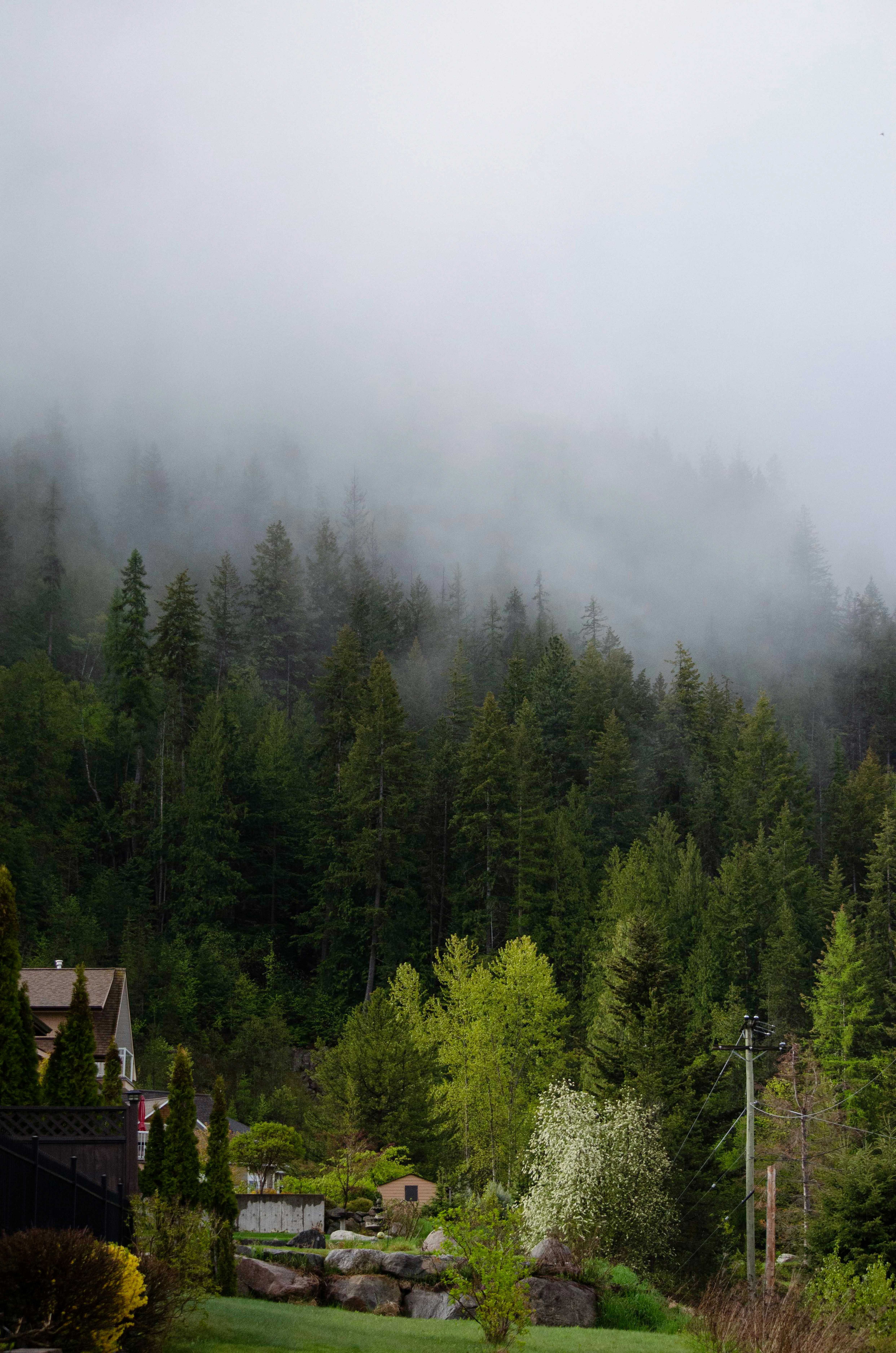 Fog veil over a suburban hillside with evergreen forest and a quiet garden