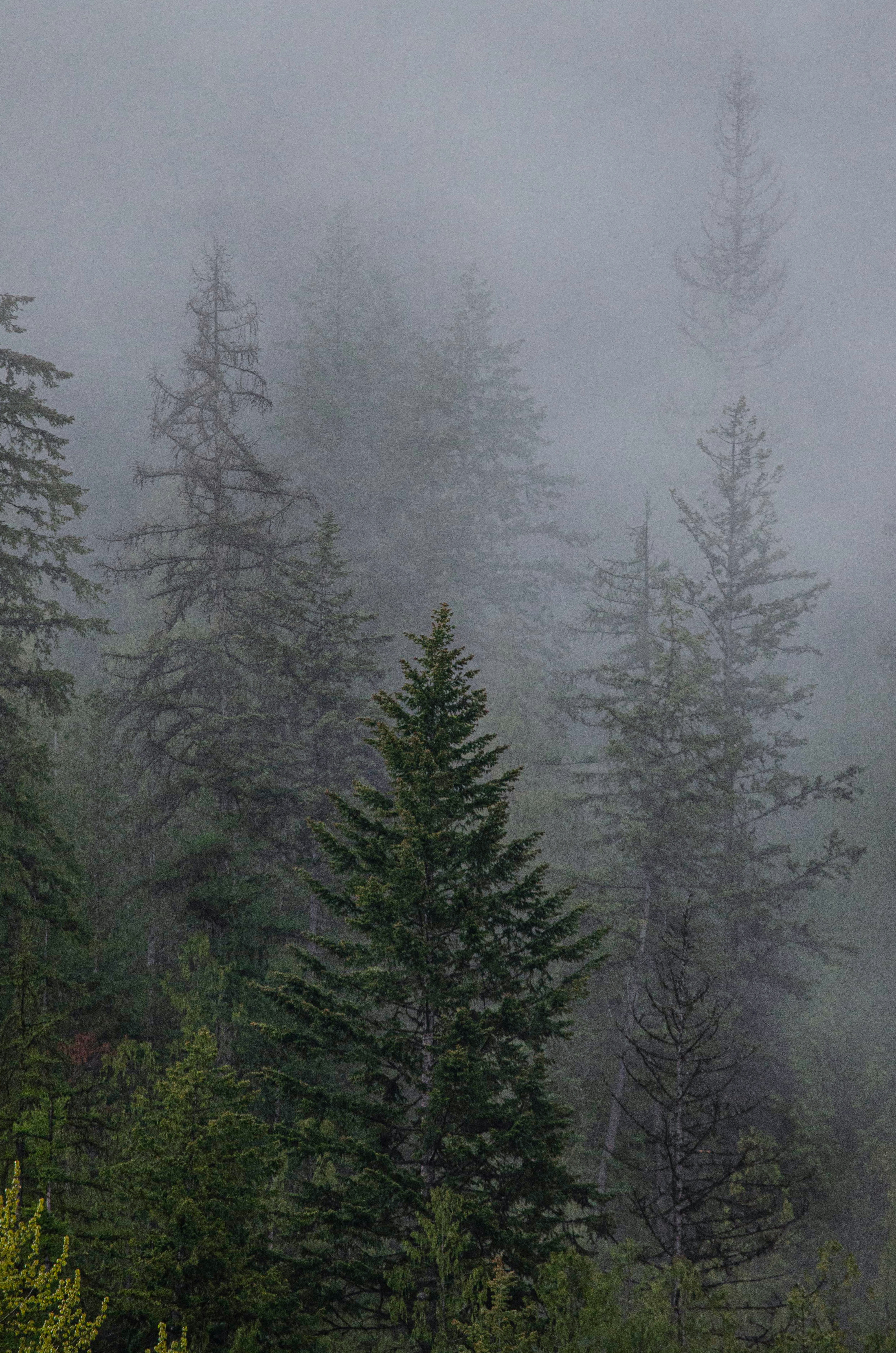 Fog-Laced Pines in Quiet Cascade