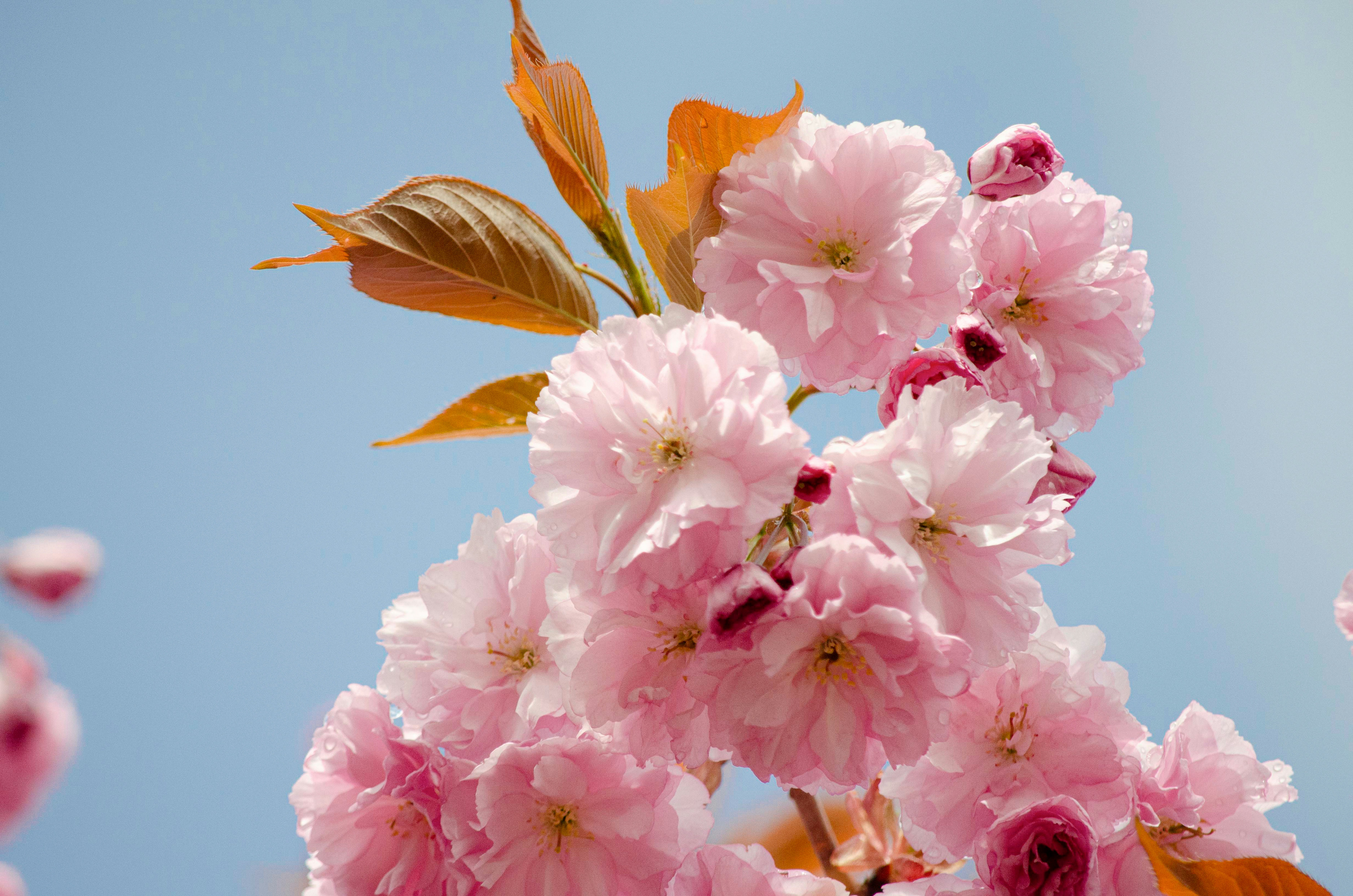 Blossoms in Focus: Soft Pink Pompones Against a Clear Sky