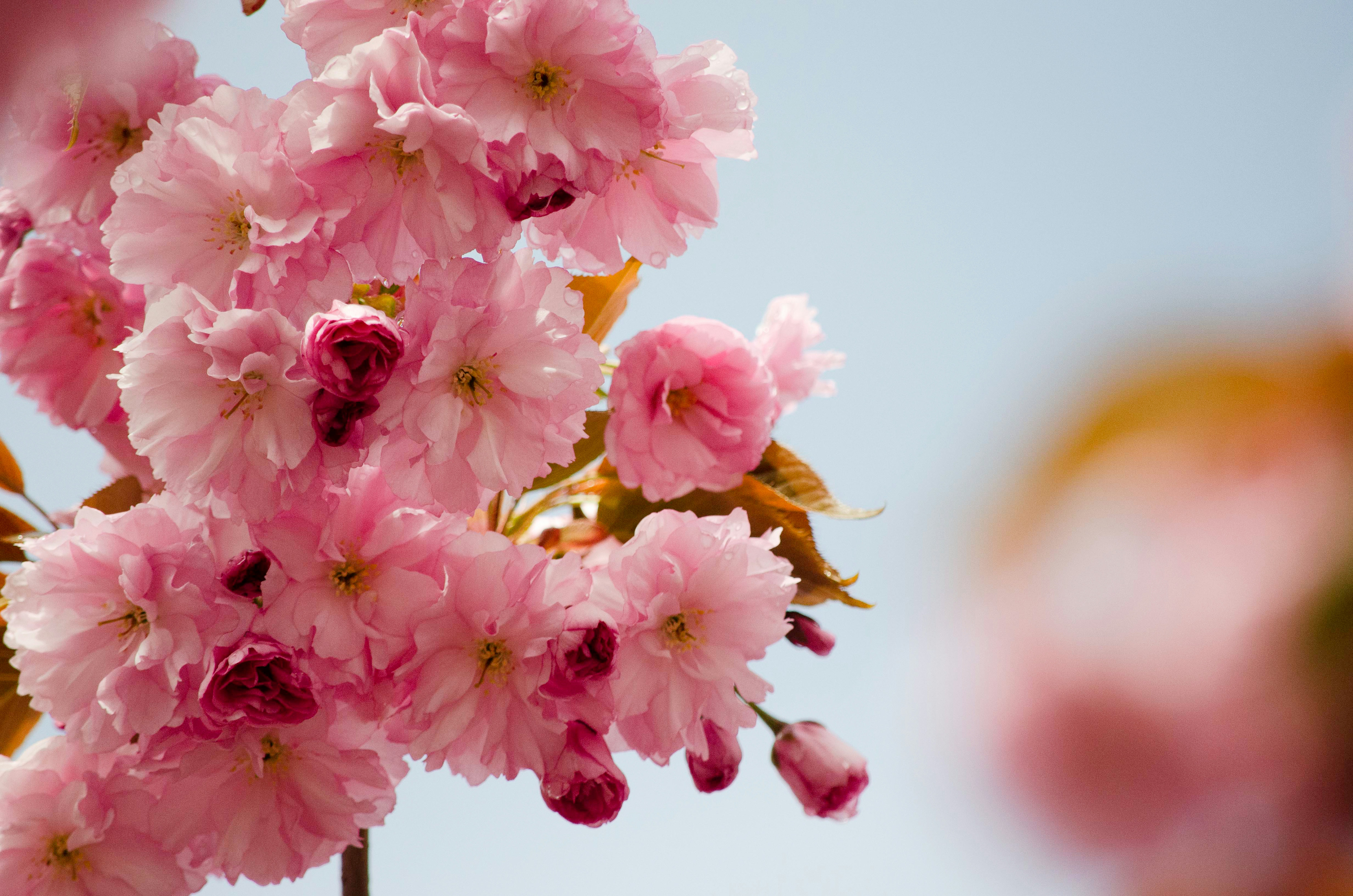 Blossoms in Soft Focus: A Spring Cluster Against a Clear Sky