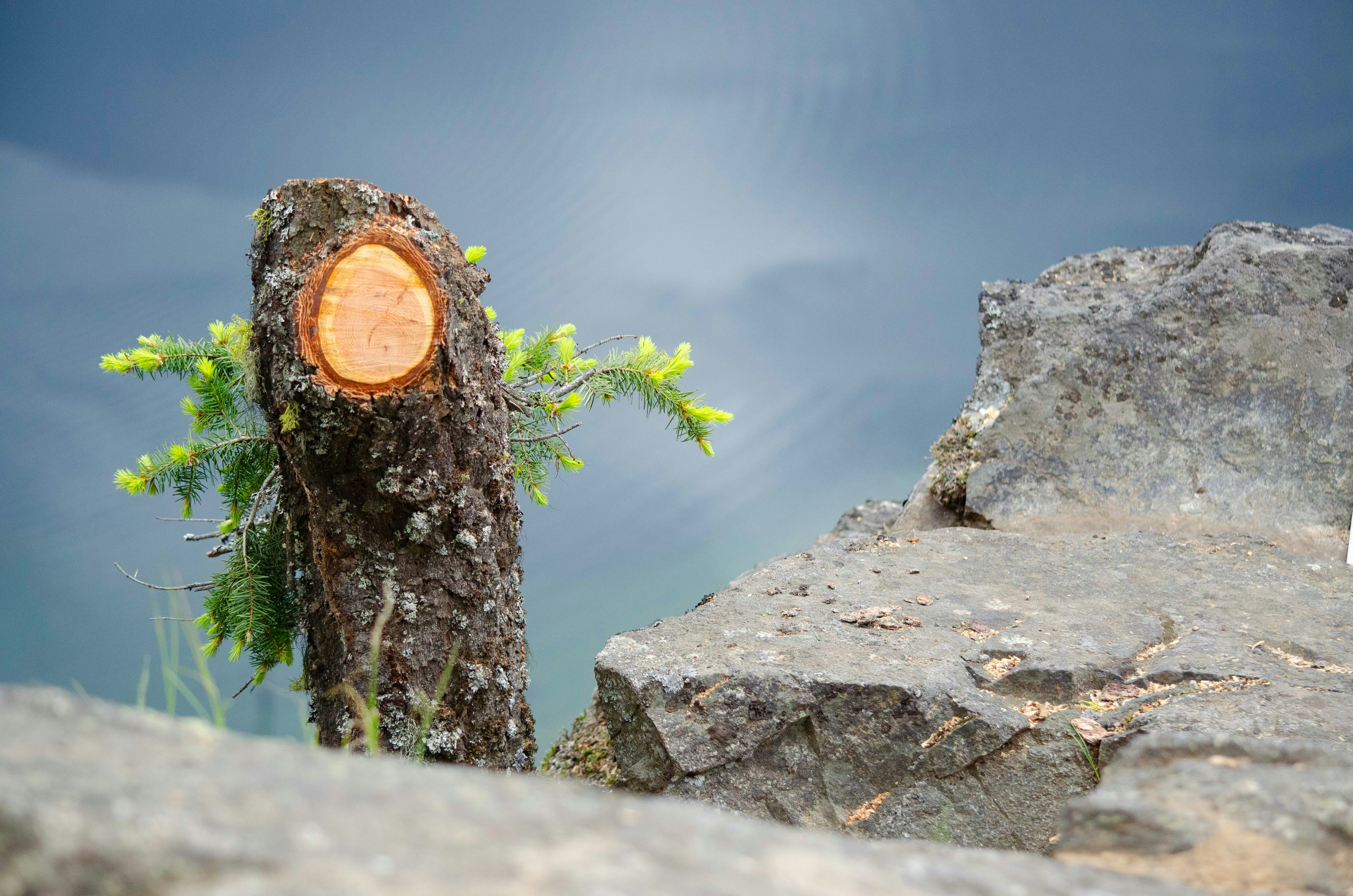 Lopped Tree Trunk with Green Ferns Against Rugged Cliff Edge