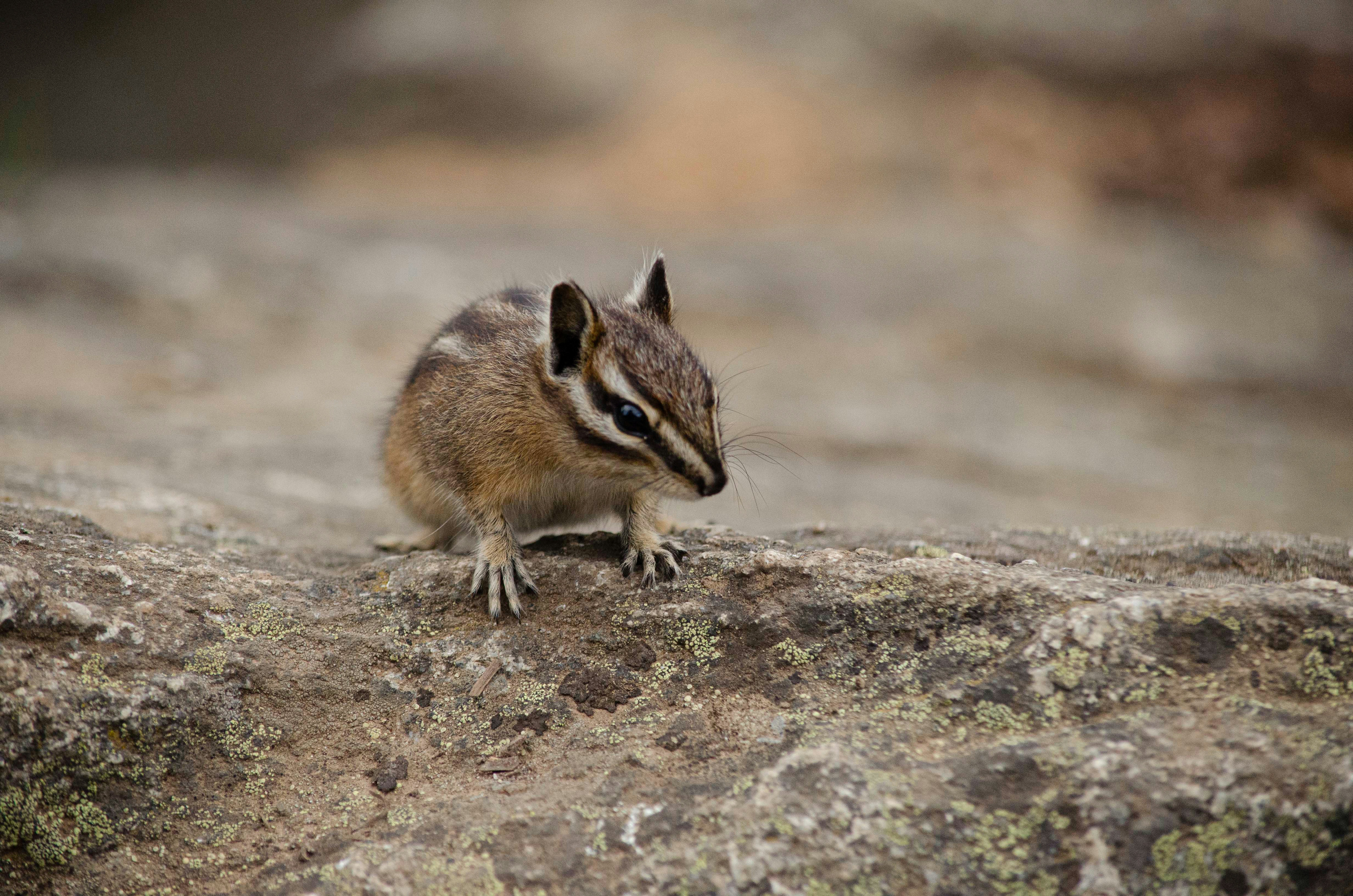 Chipmunk on a Mossy Rock: A Moment of Alertness
