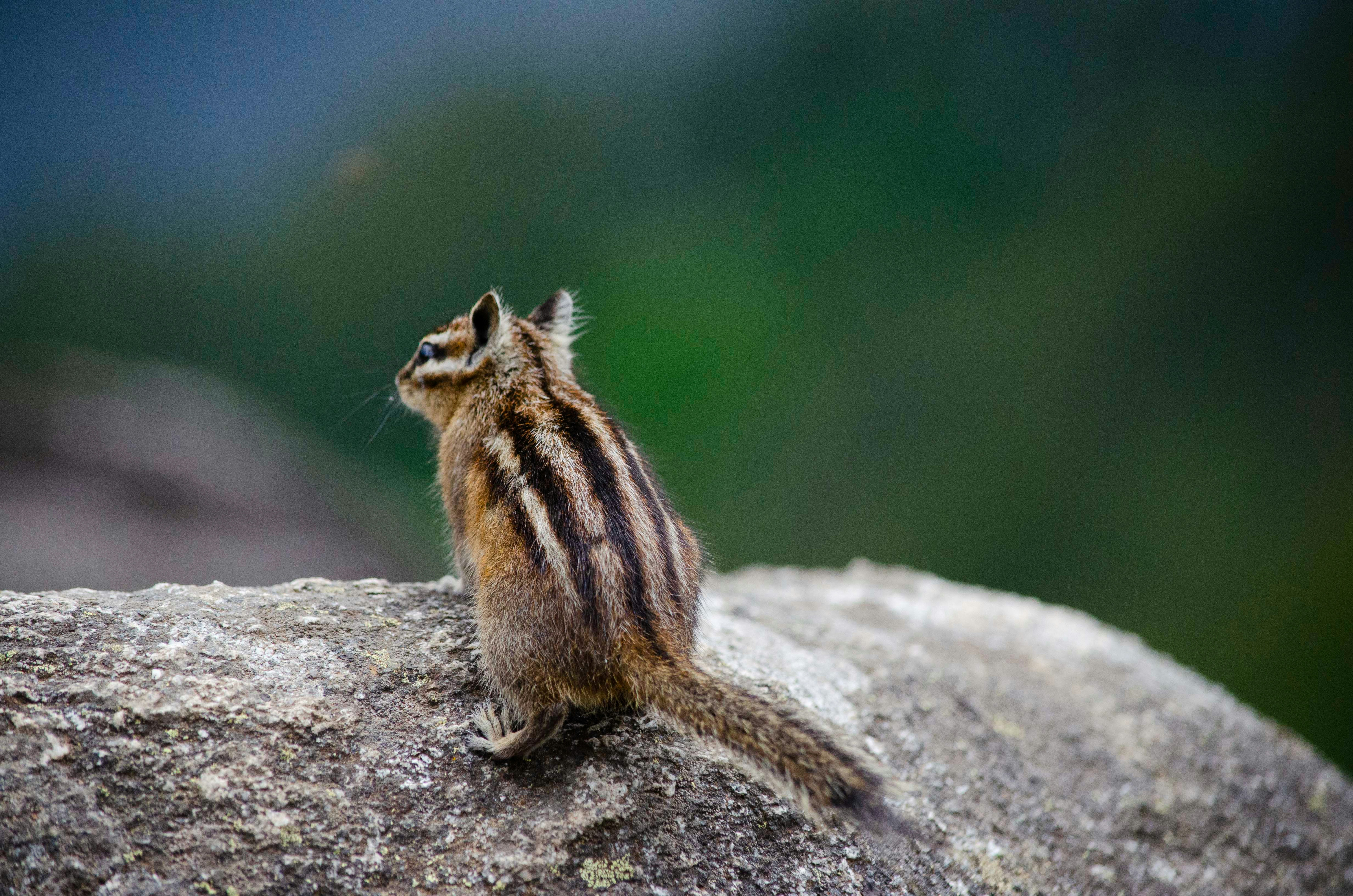 Chipmunk on a Granite Stage: Stripes Against the Silent Ridge