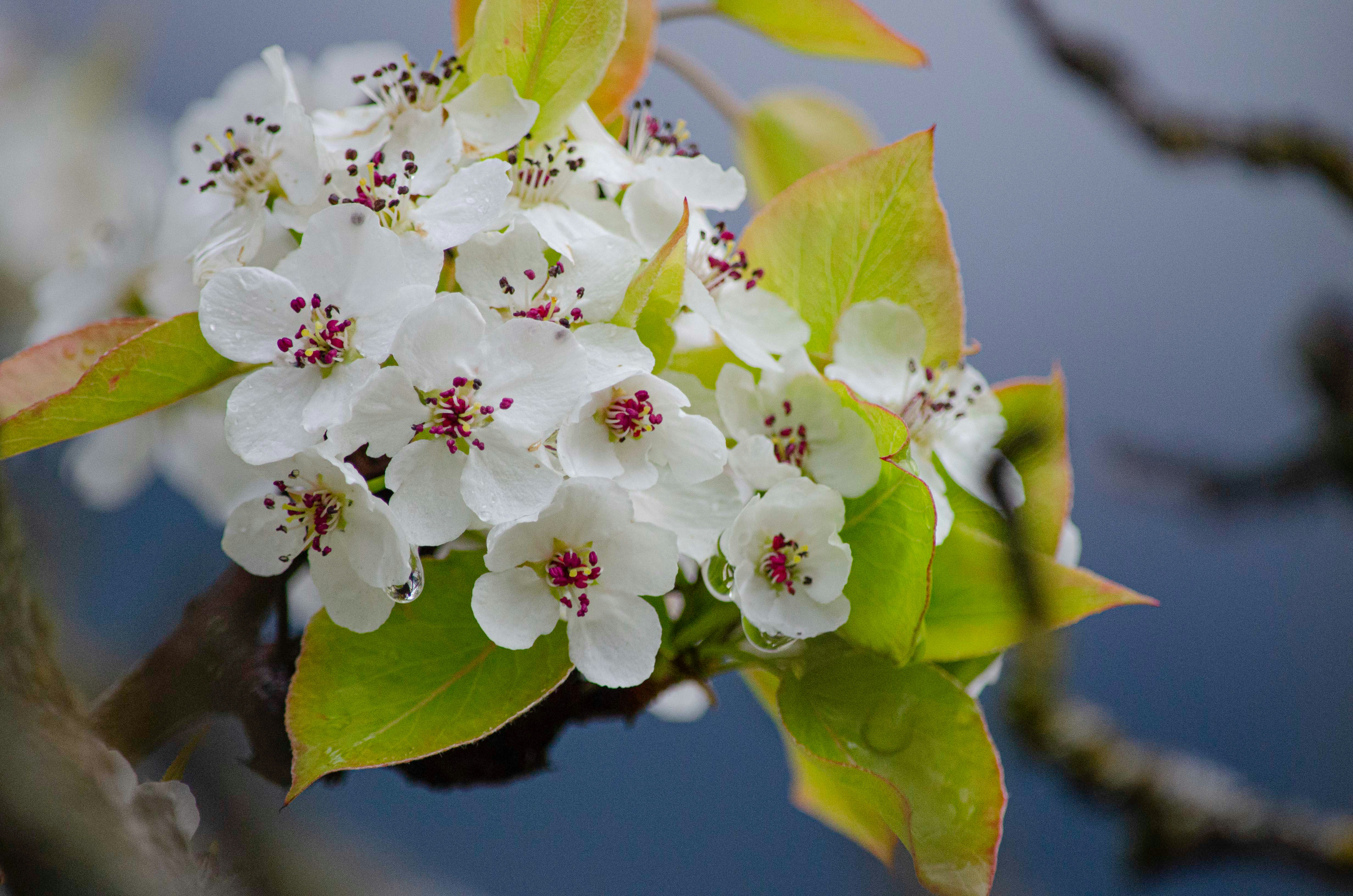 White blossom cluster against a mirrored blue sky