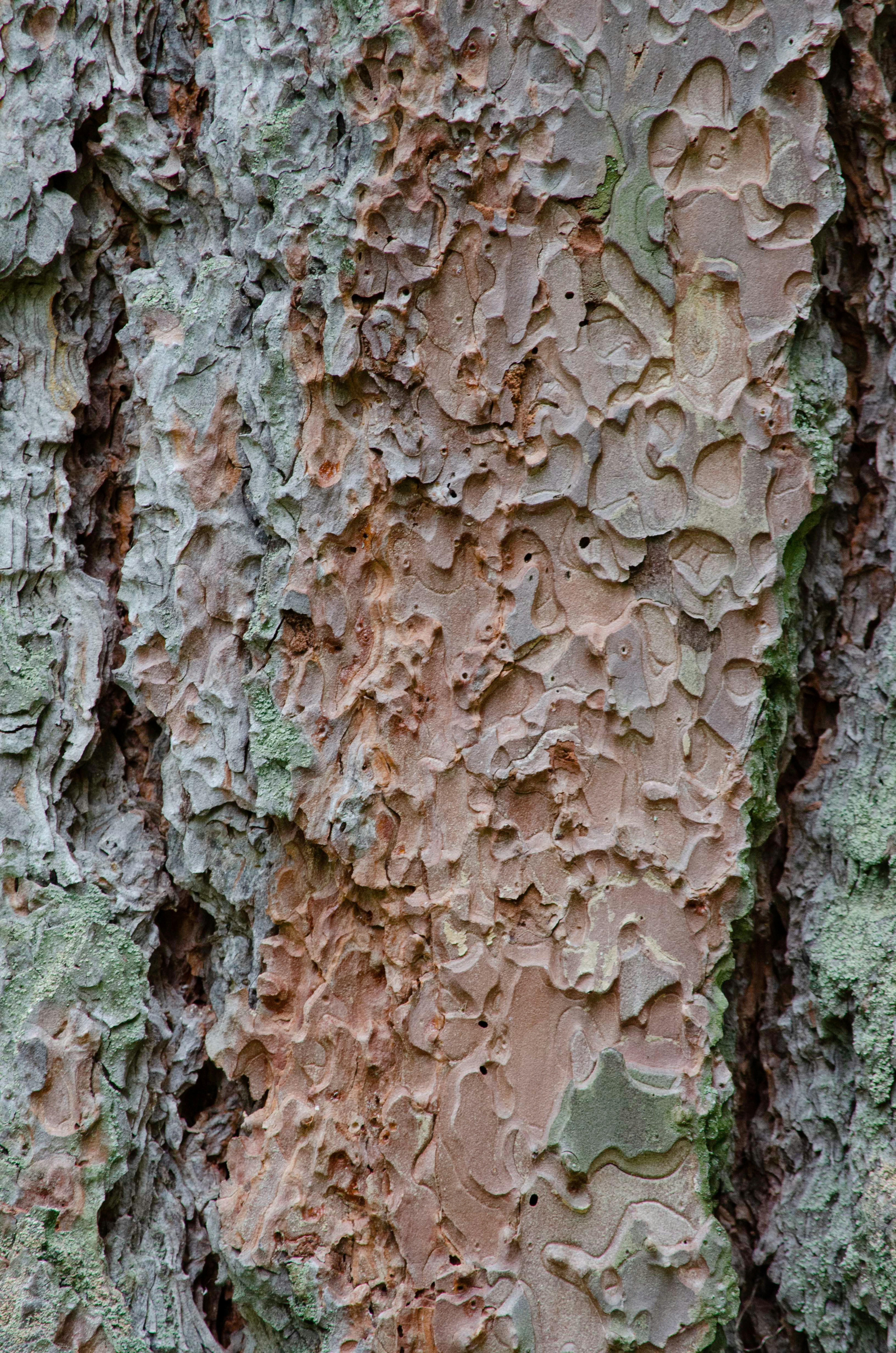 Flaking Bark Patterns: Weathered Armor of a Tree