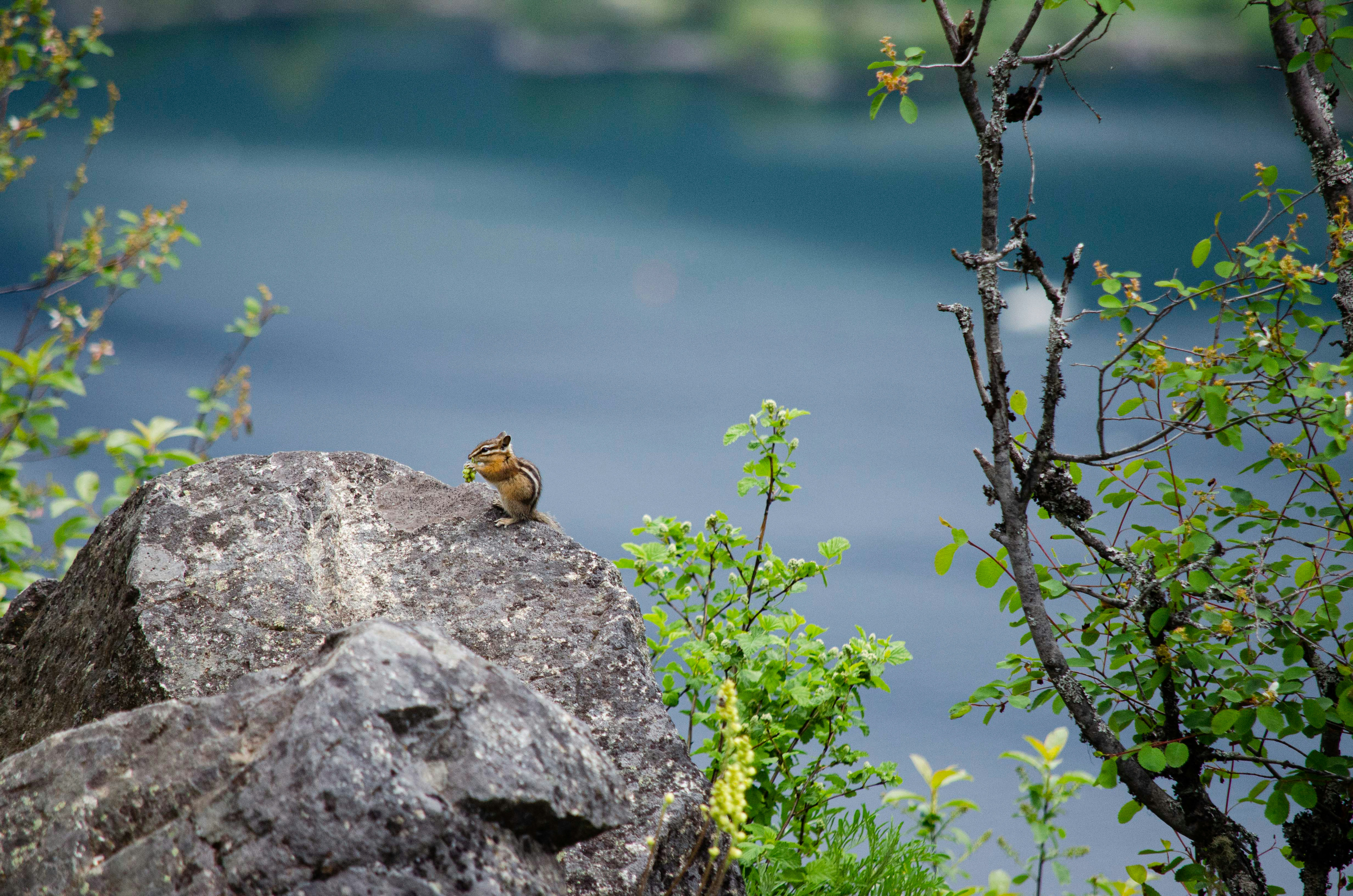 Tiny Sender on the Edge: A Bird Perched on Weathered Rock Overlooking Blue Water