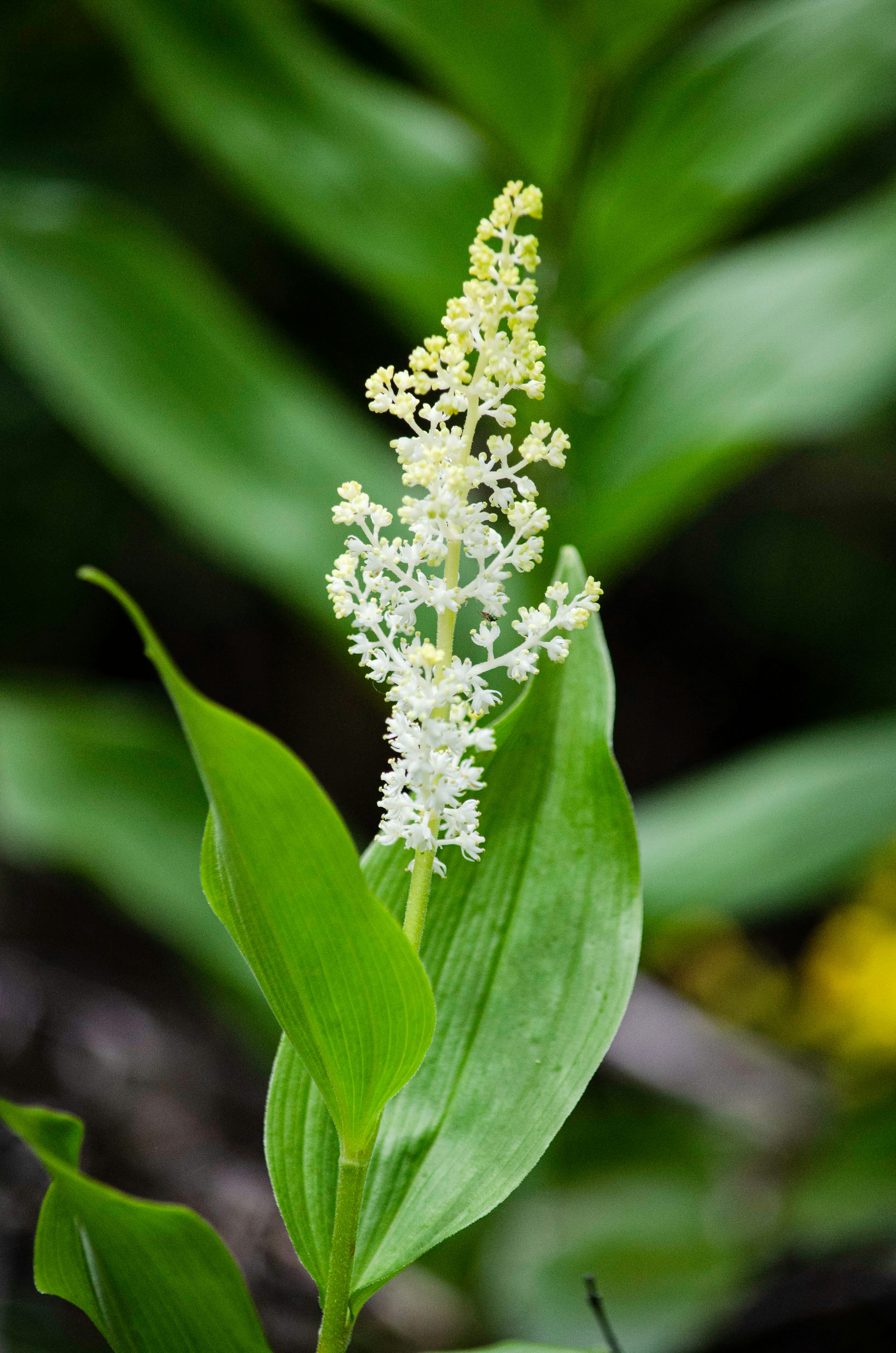 White-topped Spike: A Close-up of a Lush Plant Inflorescence