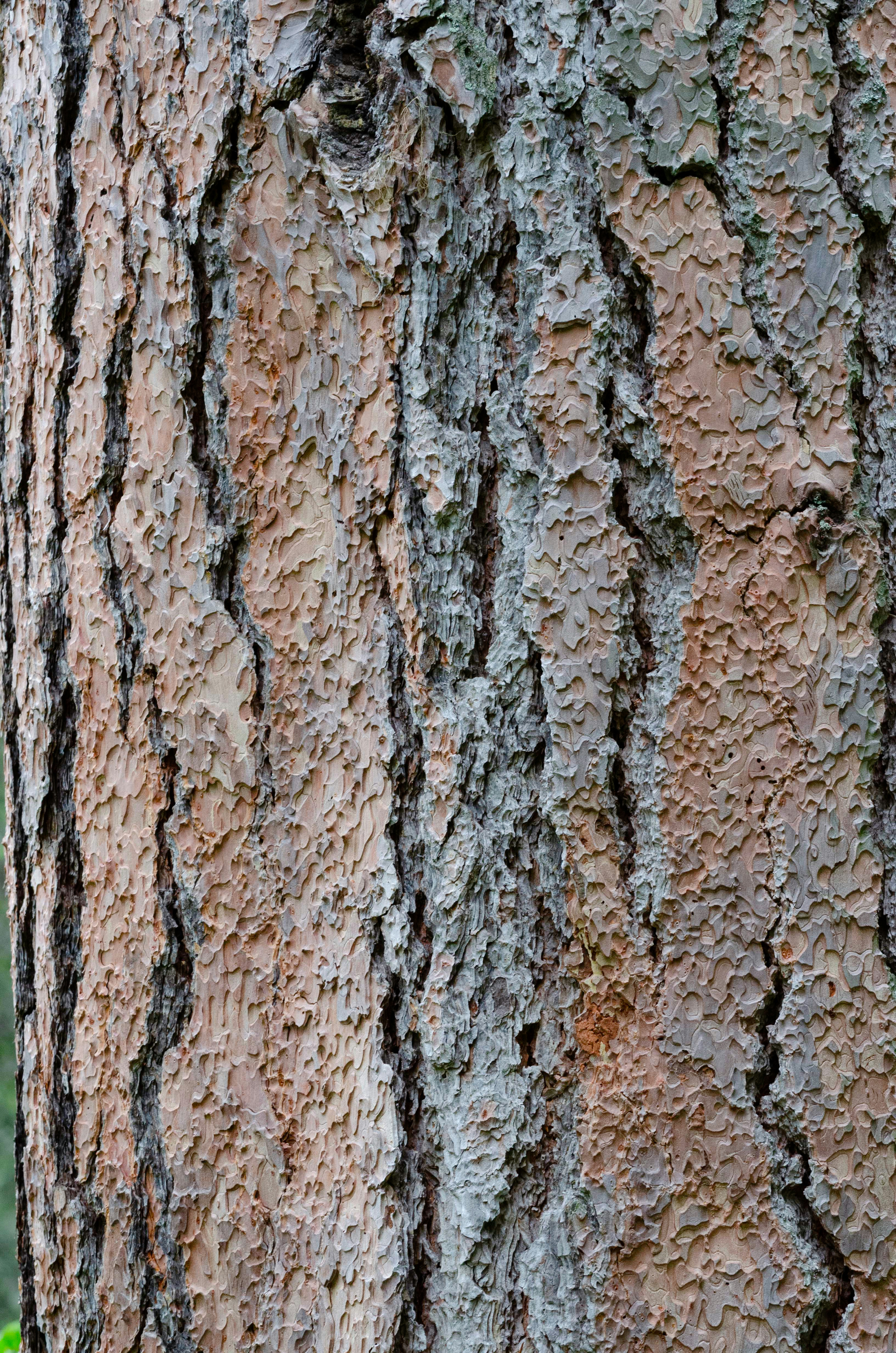 Lichen-etched Bark: Ridges of Time